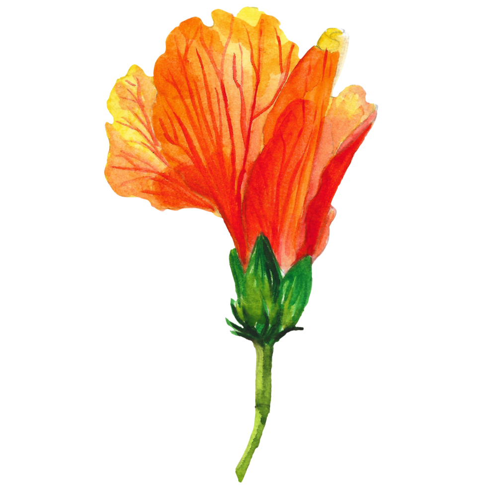 Watercolor Hibiscus Flower Hand Drawn Floral Element Red Blossom