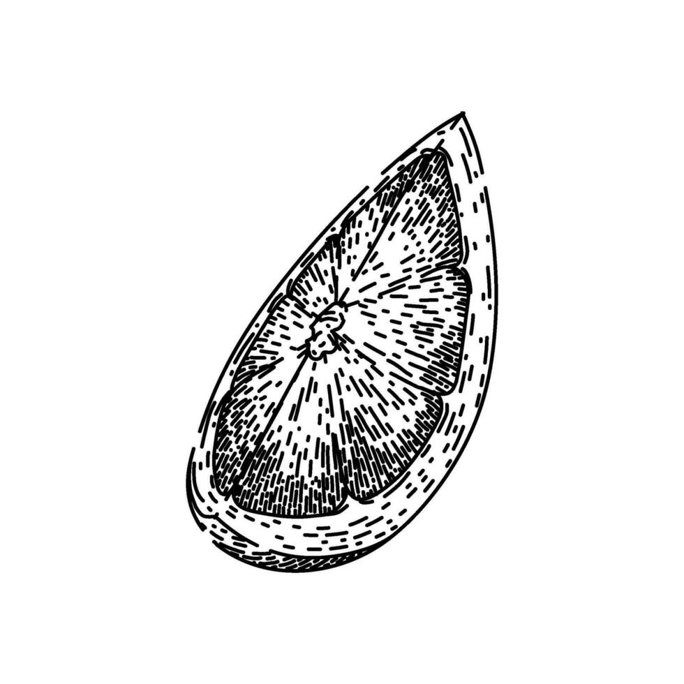 cut grapefruit red sketch hand drawn vector 26826218 Vector Art at Vecteezy cut grapefruit red sketch hand drawn vector 26826218 Vector Art at Vecteezy
