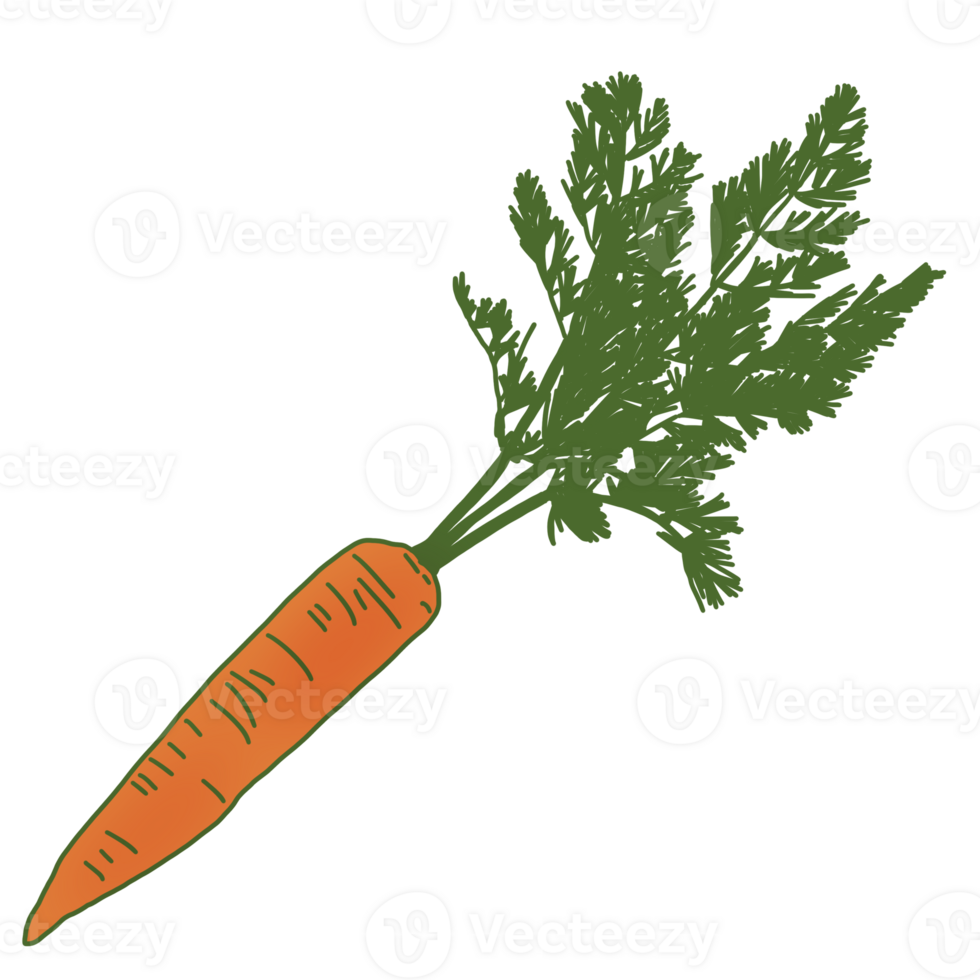 Fresh organic carrot 26827971 PNG Fresh organic carrot 26827971 PNG