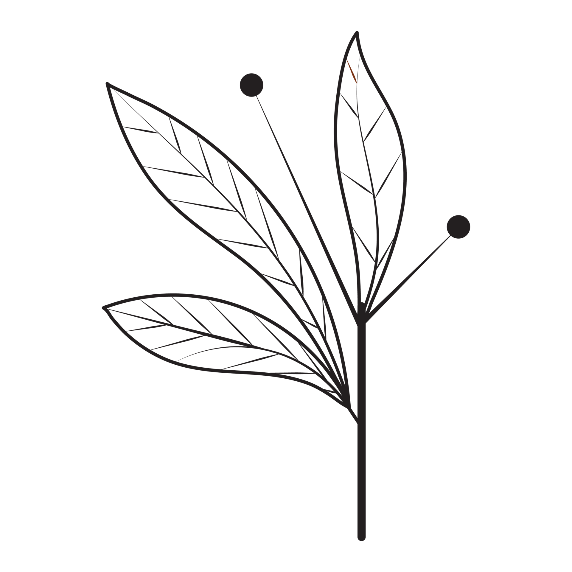 Oblanceolate Leaf Flower Graphic Sketch Drawing Outline Style 26830763 PNG Oblanceolate Leaf Flower Graphic Sketch Drawing Outline Style 26830763 PNG