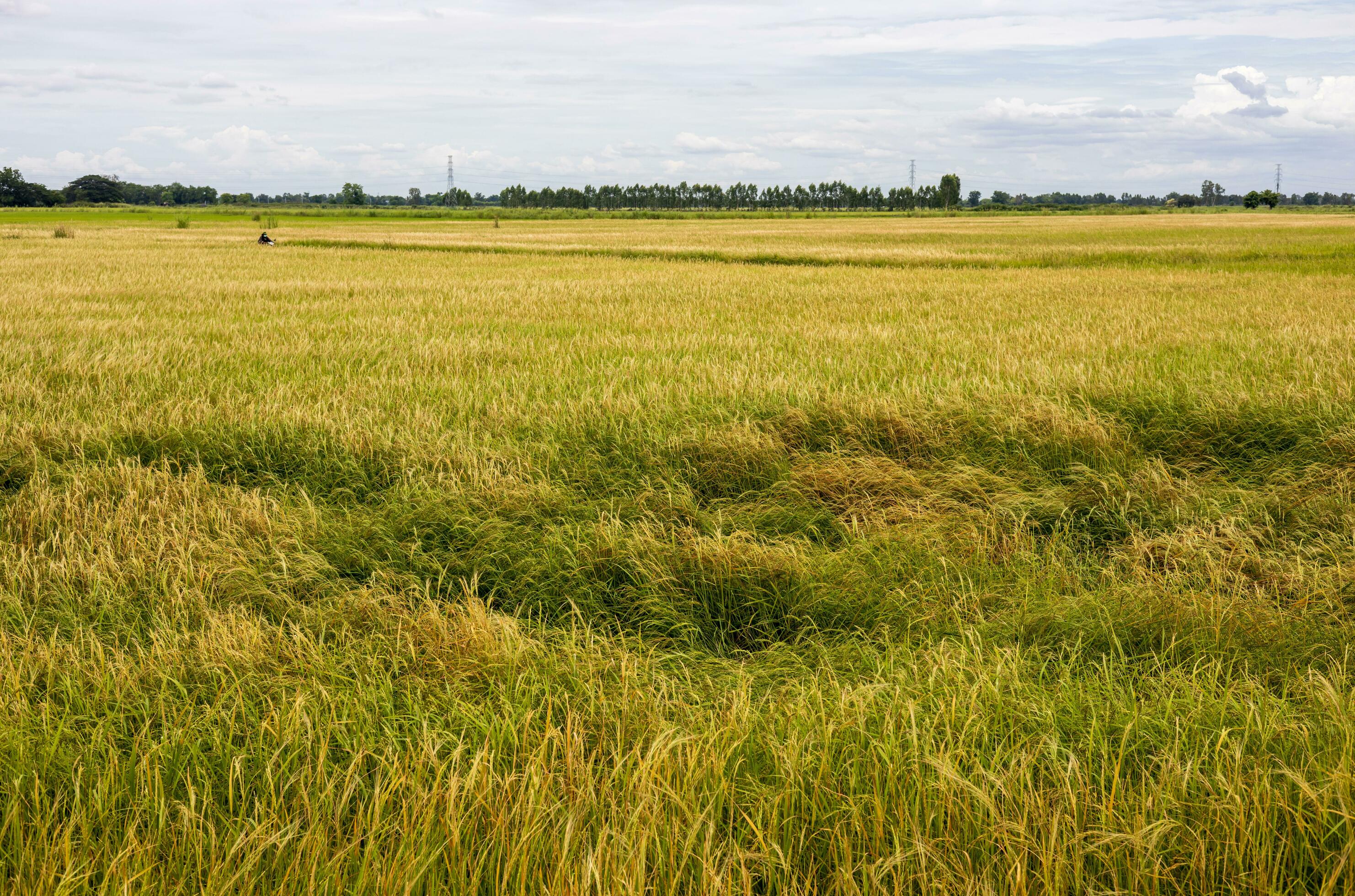 Panoramic view Many weeds grow over land in rice farming. 26831596 Stock Photo at Vecteezy