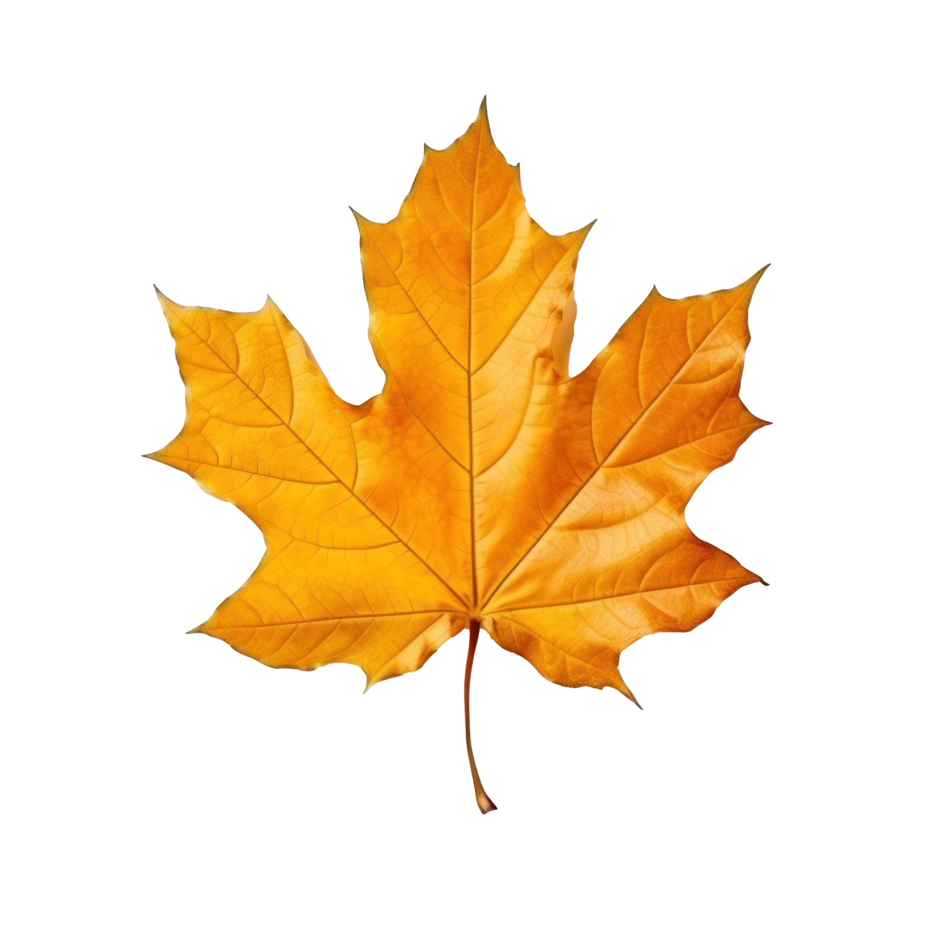 Autumn falling leaf isolated 26847561 PNG Autumn falling leaf isolated 26847561 PNG