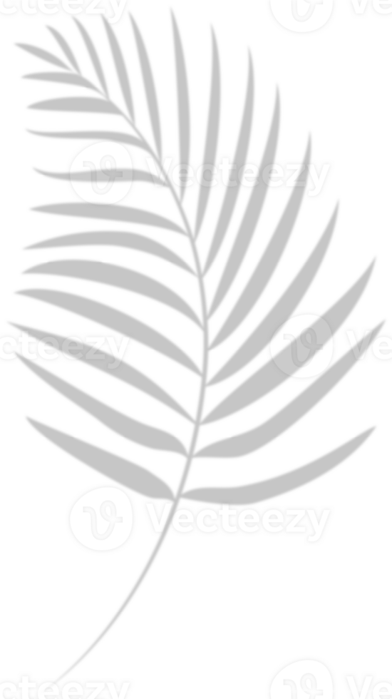 Palm tree shadow. 26852984 PNG Palm tree shadow. 26852984 PNG