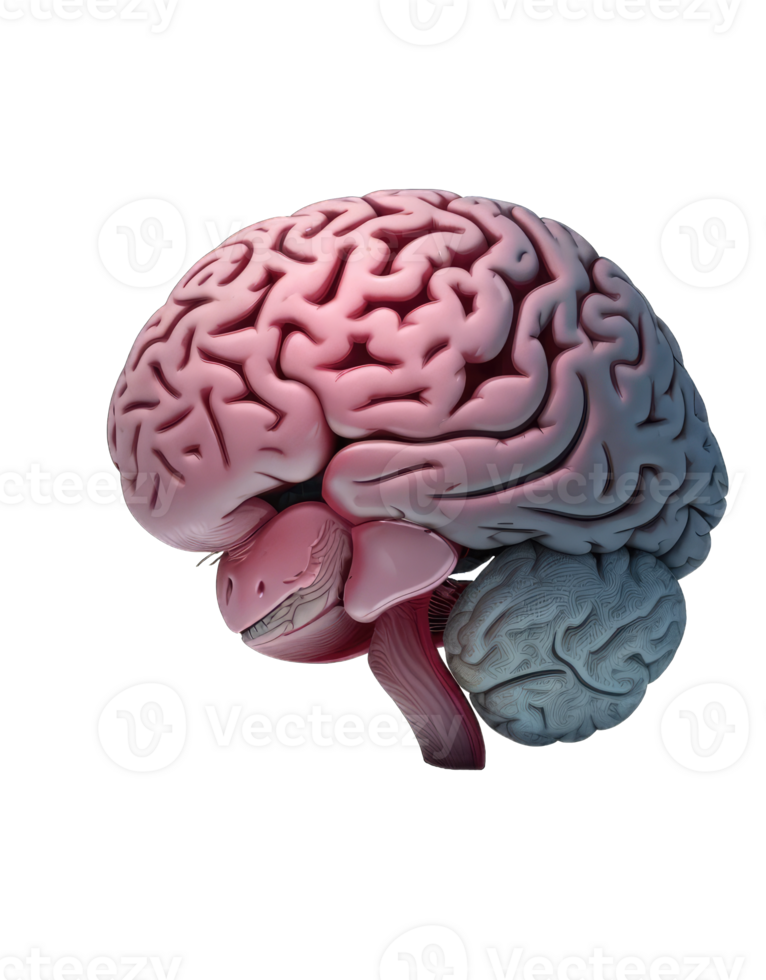 Medically accurate illustration of the brain, Human brain. Internal ...