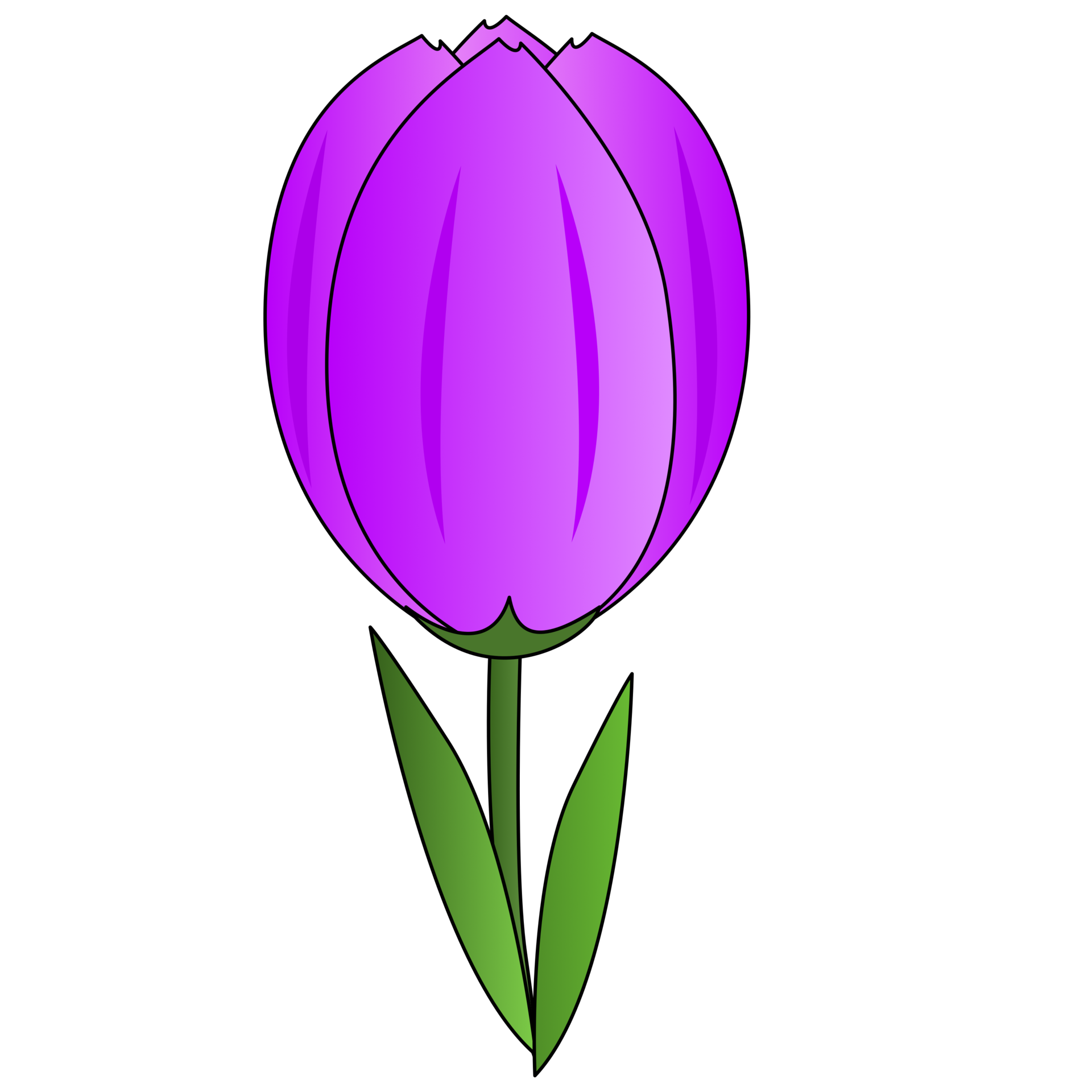 Purple Tulips Png