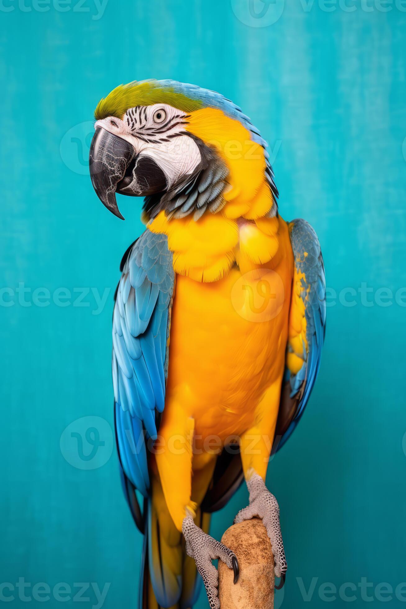 Very cute Macaw in nature, national geography, Wide life animals. AI ...