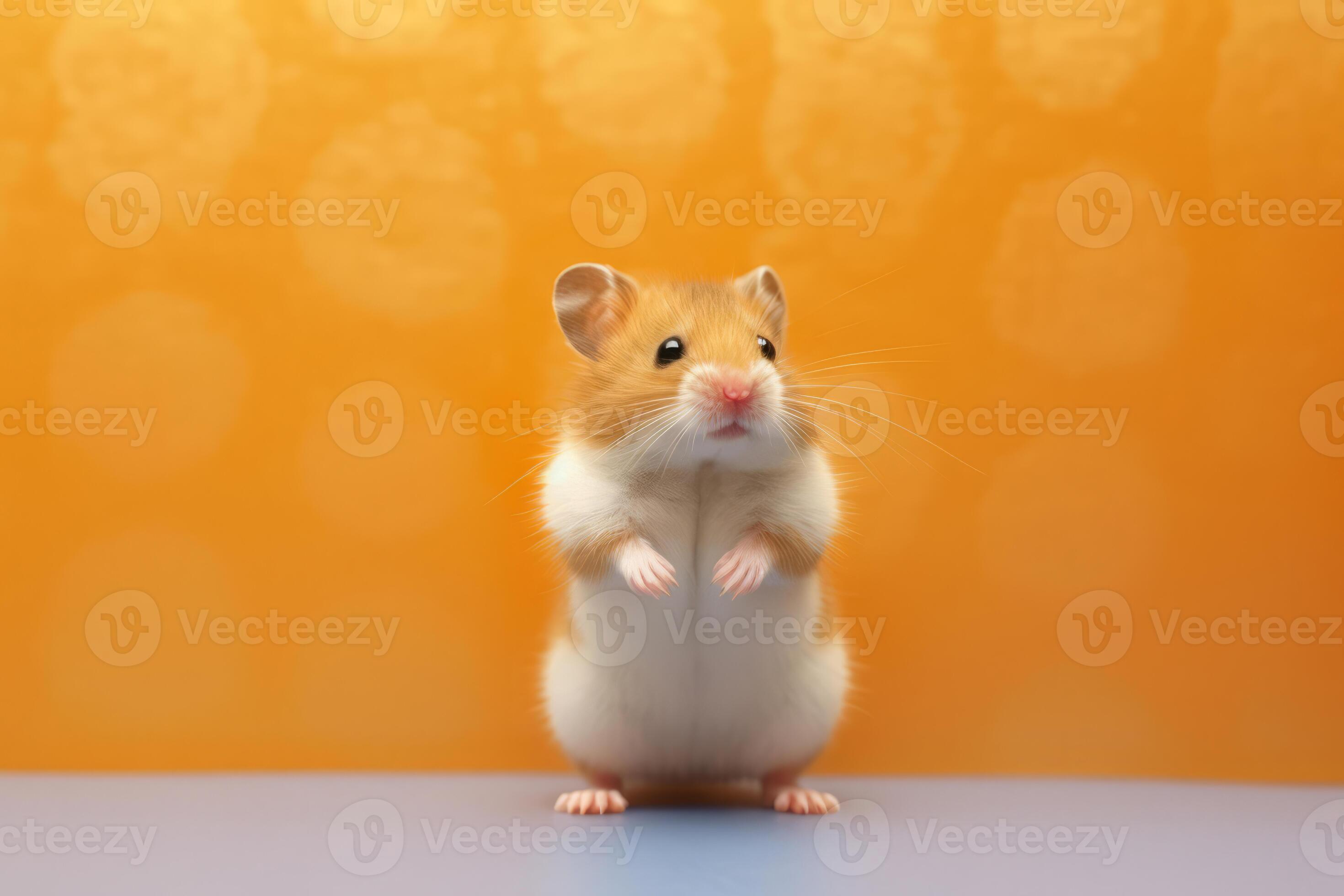 Very cute Hamste in nature, national geography, Wide life animals ...