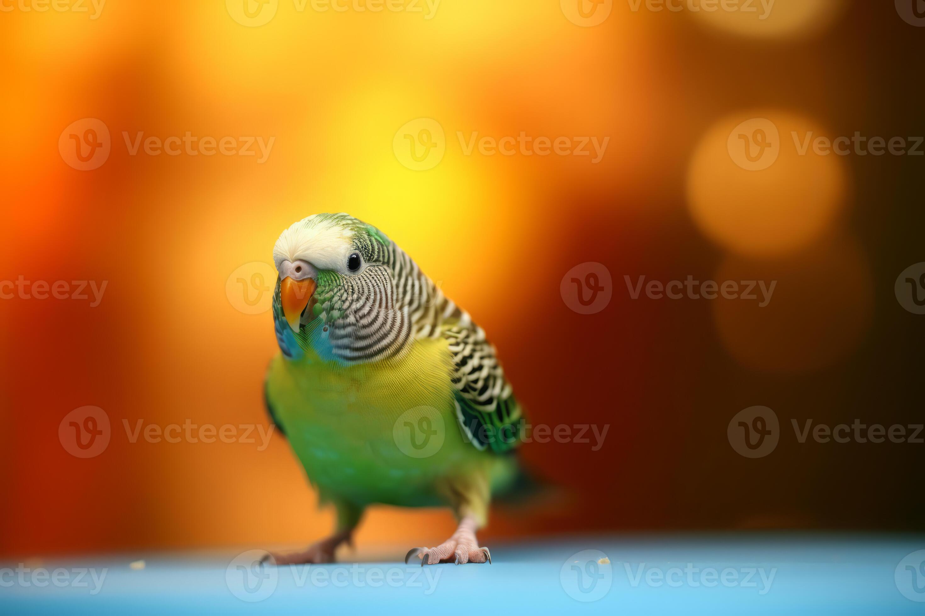 Very cute Parakeet in nature, national geography, Wide life animals. AI ...