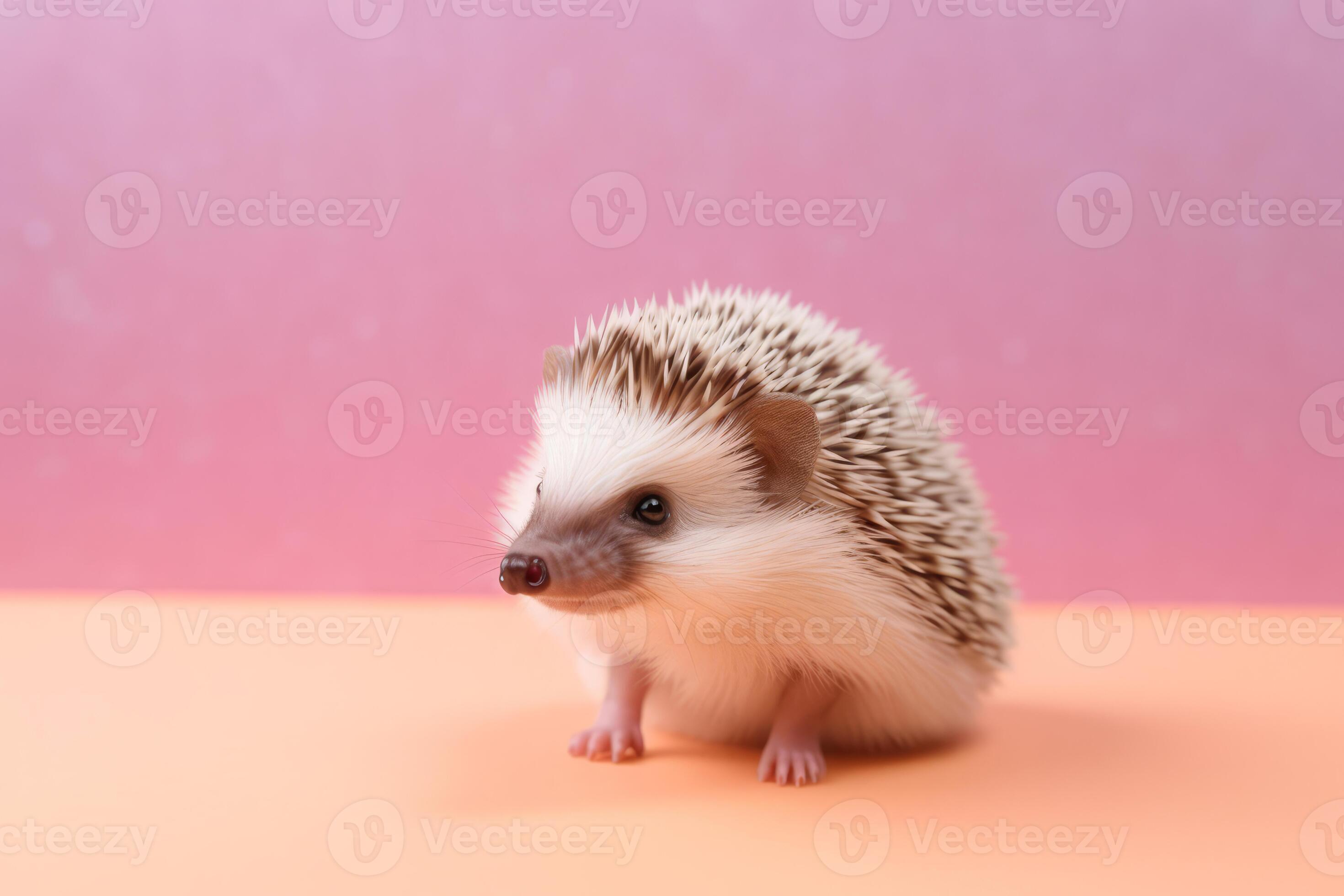 Very cute Hedgehog in nature, national geography, Wide life animals ...