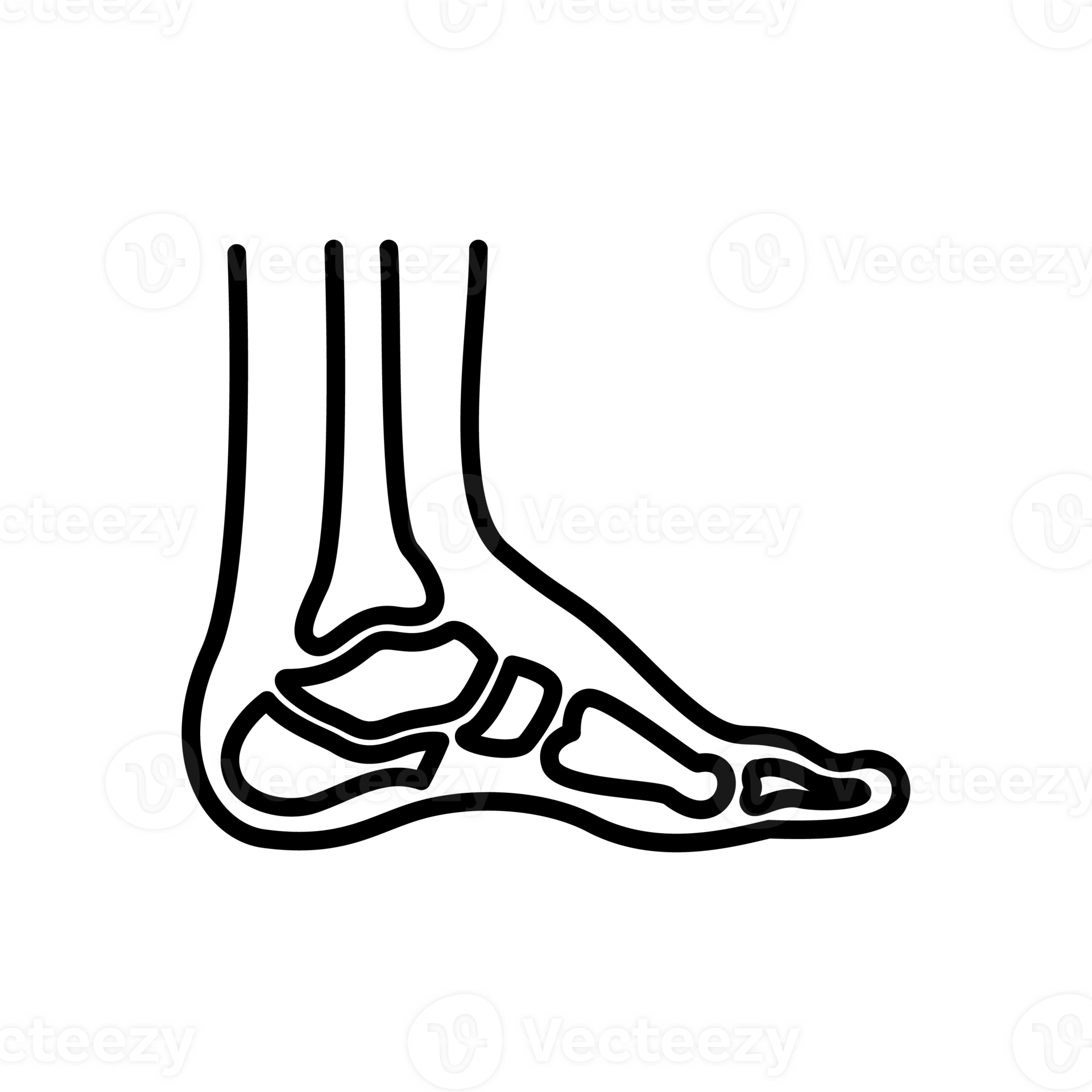 X Ray Foot Bone Icon 26979752 Png