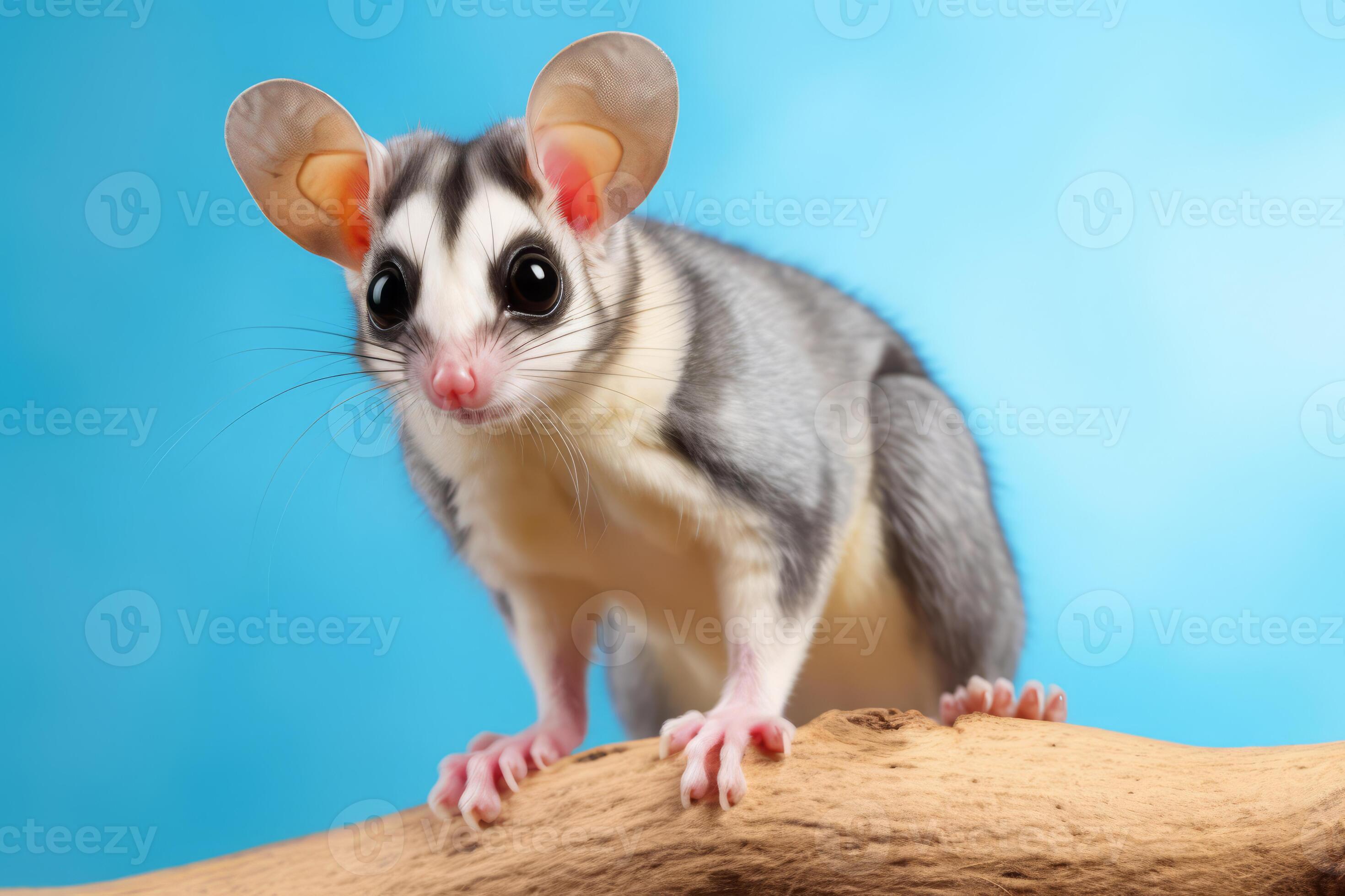 Very cute Sugar Glider in nature, national geography, Wide life animals ...