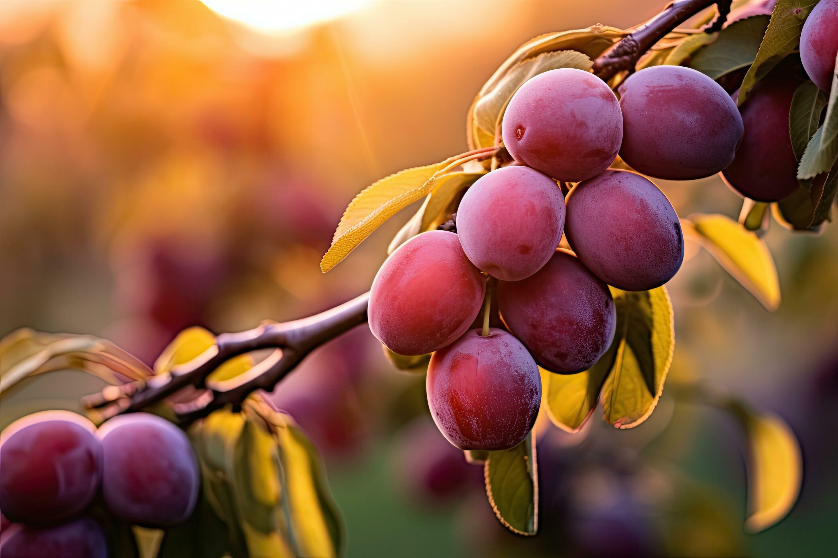 Ripe plums on a branch in the garden at sunset. A branch with natural ...
