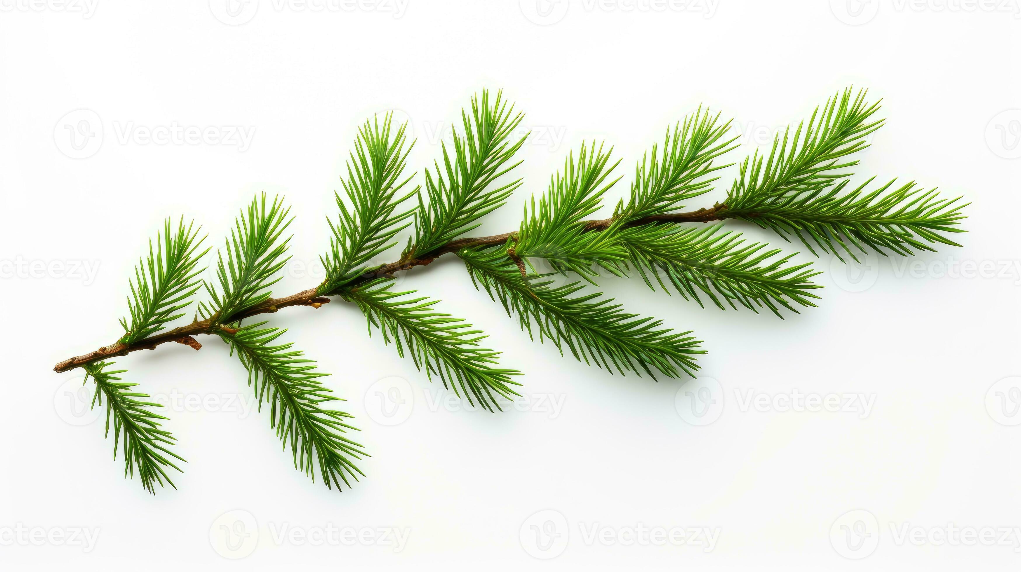 Pine branch isolated on white background. Fir tree branch isolated on ...