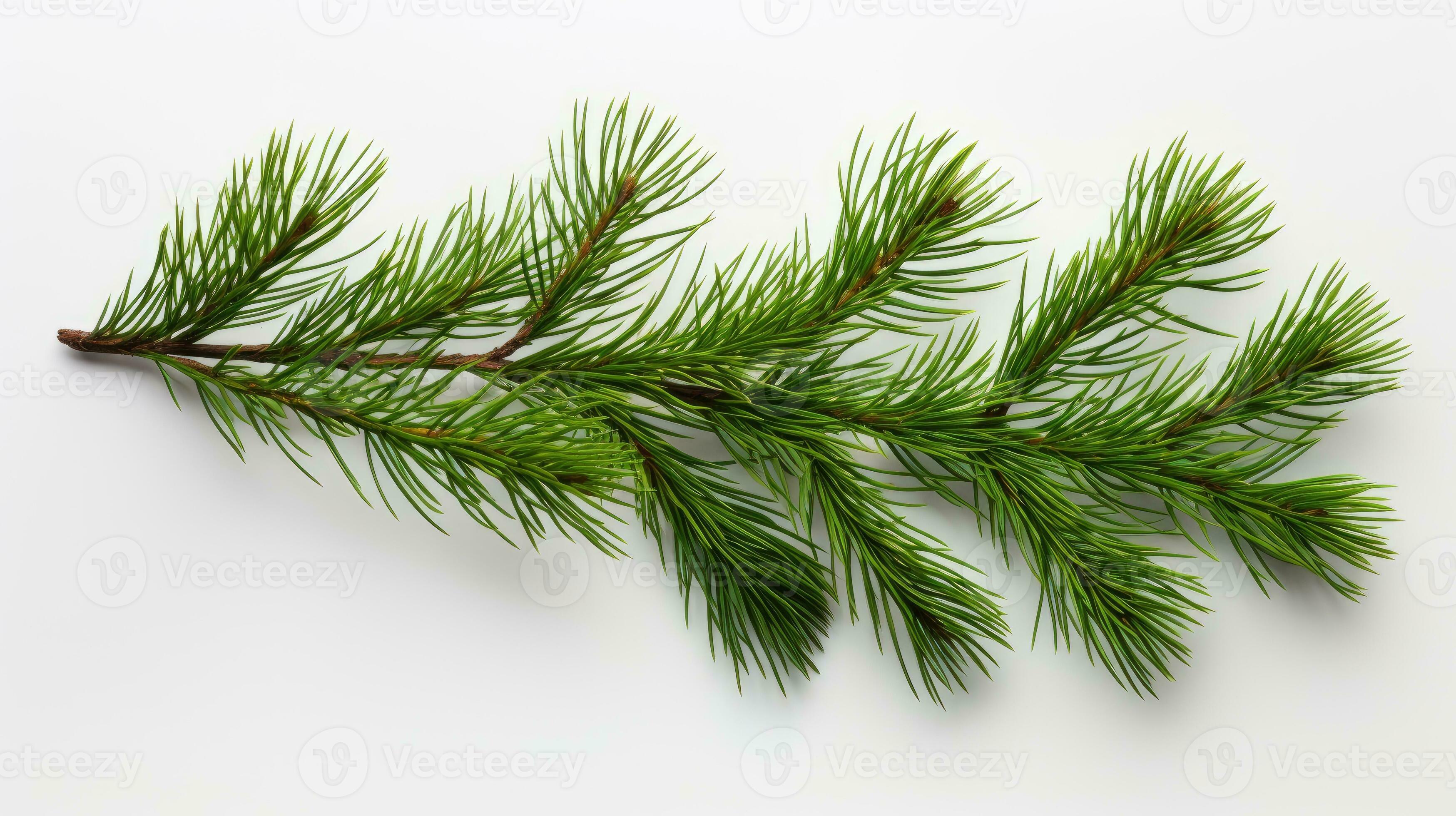 Pine branch isolated on white background. Fir tree branch isolated on ...