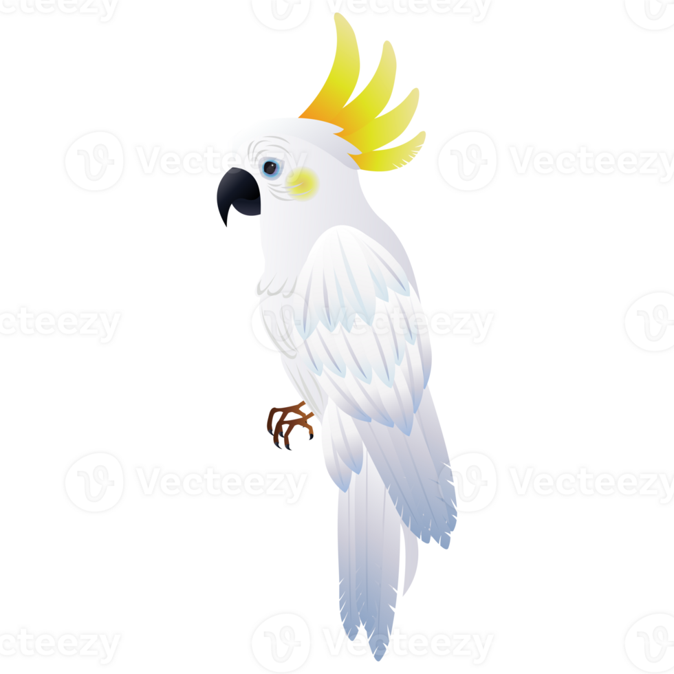 Isolate Summer Cockatoo Bird Elements Png 27119967 Png