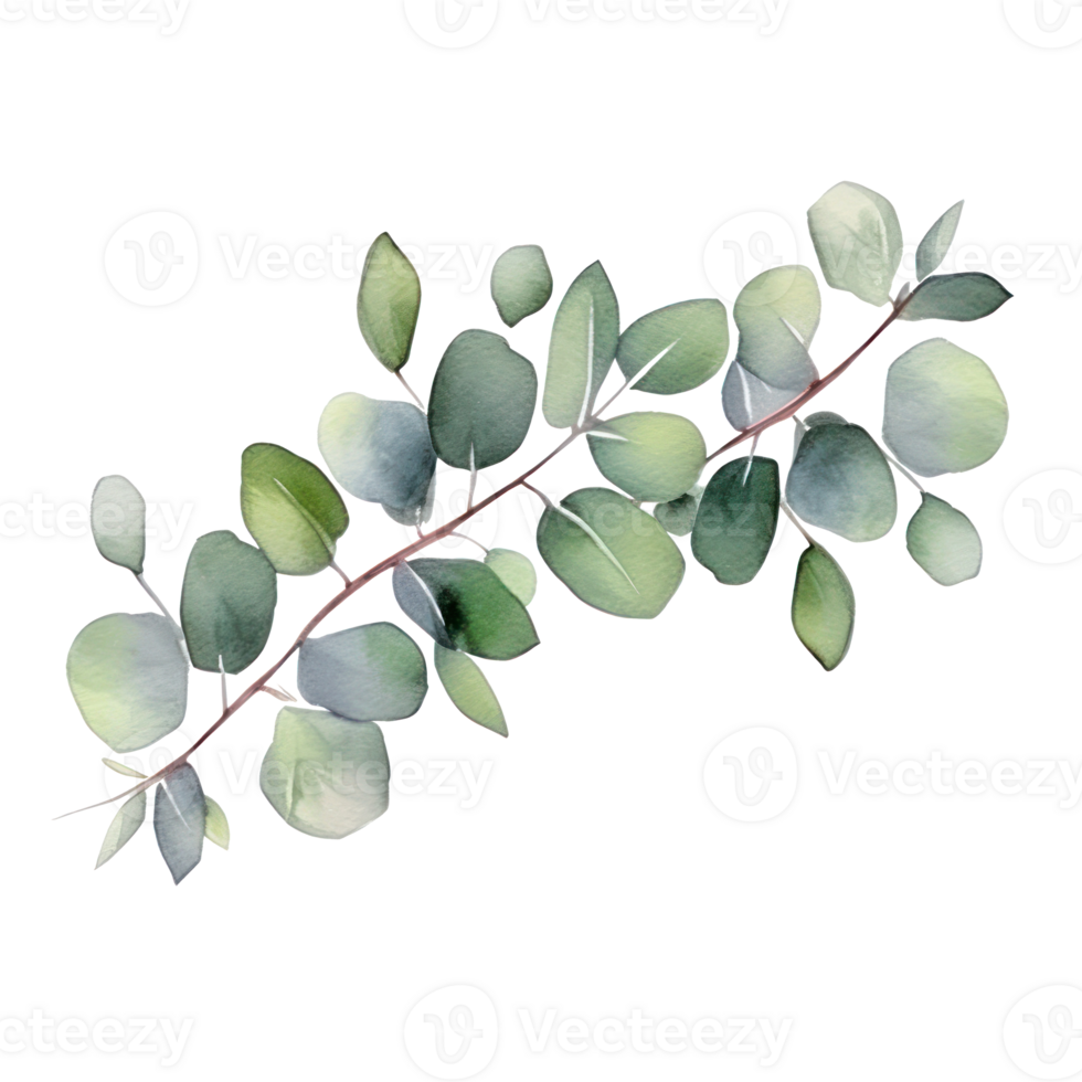Watercolor eucalyptus branch isolated 27124203 PNG Watercolor eucalyptus branch isolated 27124203 PNG
