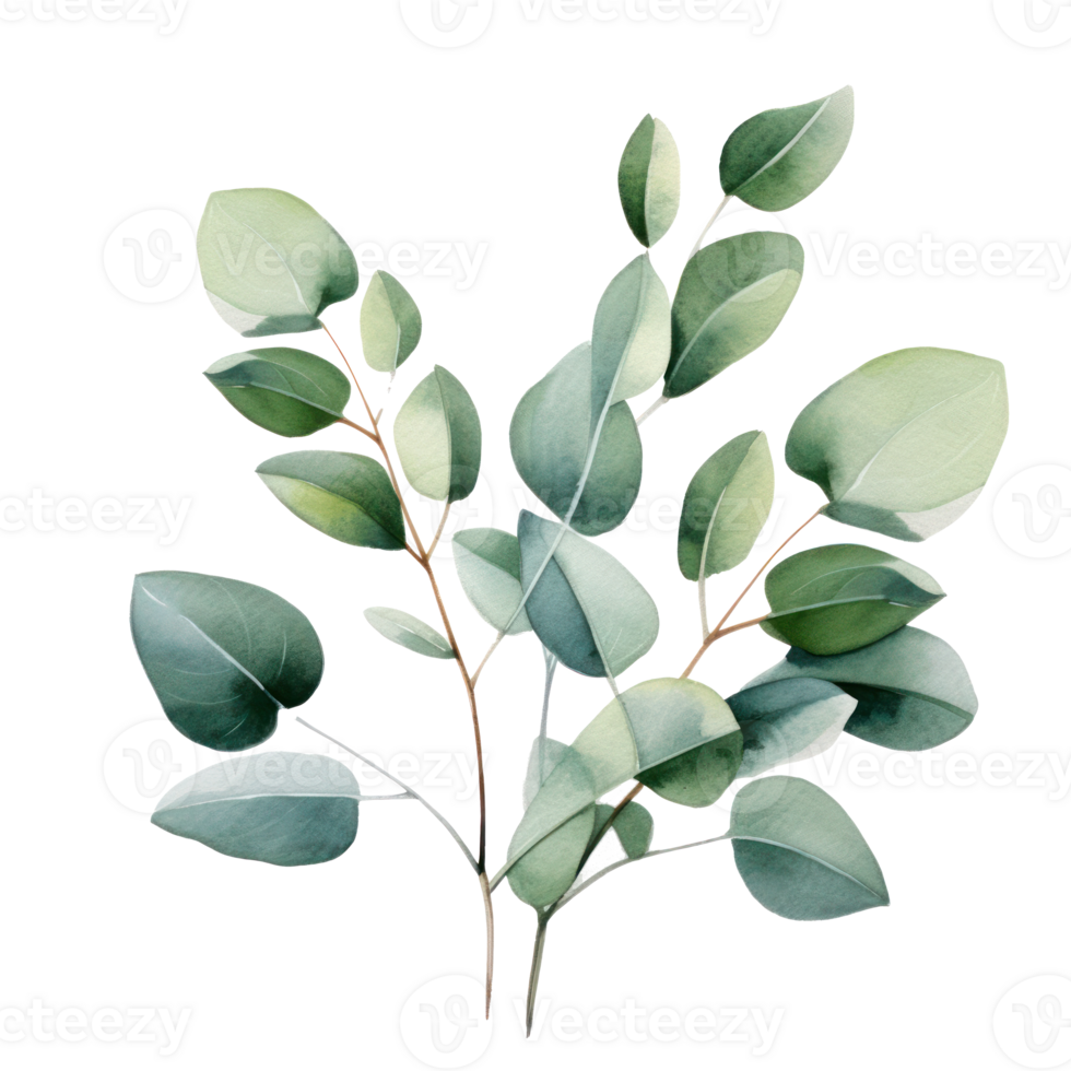Watercolor eucalyptus branch isolated 27124228 PNG Watercolor eucalyptus branch isolated 27124228 PNG
