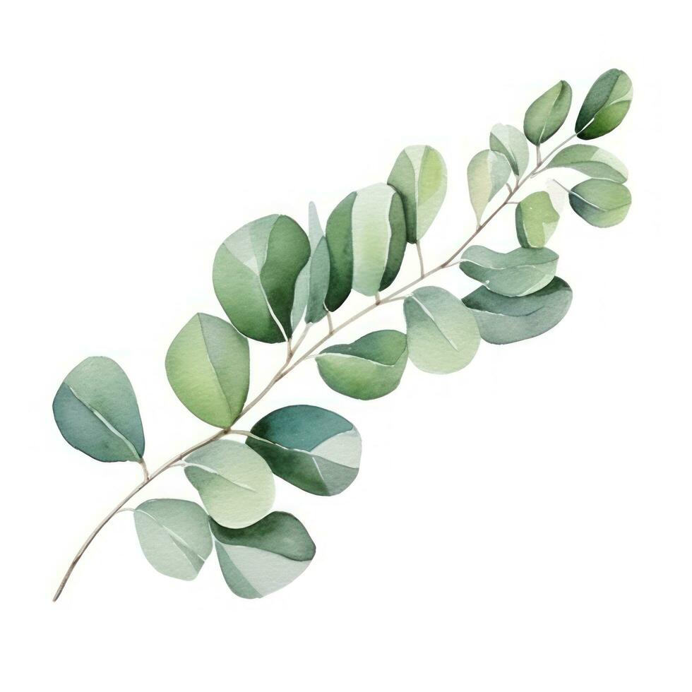 Watercolor eucalyptus branch isolated 27124334 Stock Photo at Vecteezy Watercolor eucalyptus branch isolated 27124334 Stock Photo at Vecteezy