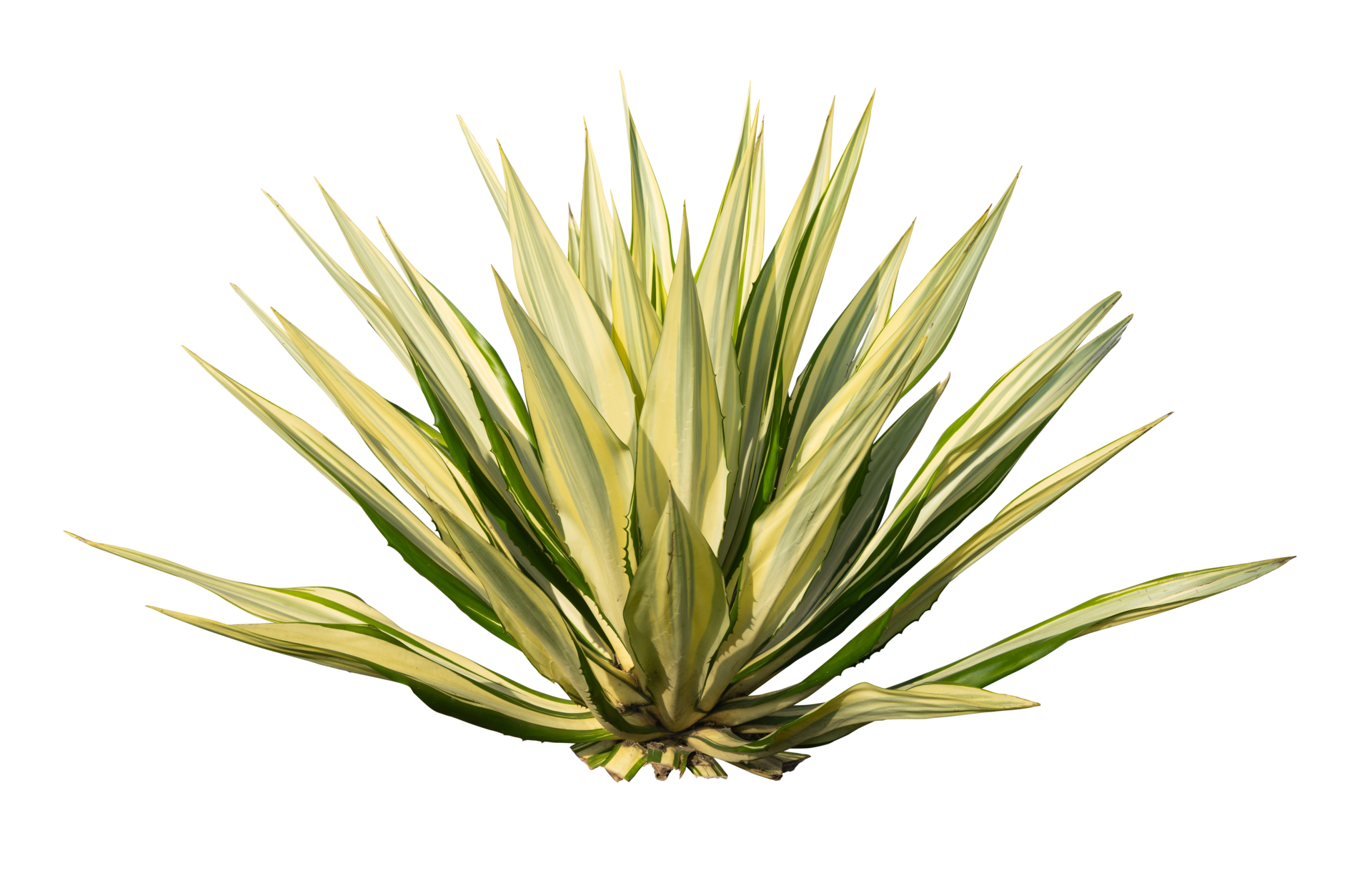Exotic Desert Plant Isolated Element 27124390 PNG exotic-desert-plant-isolated-element-27124390-png