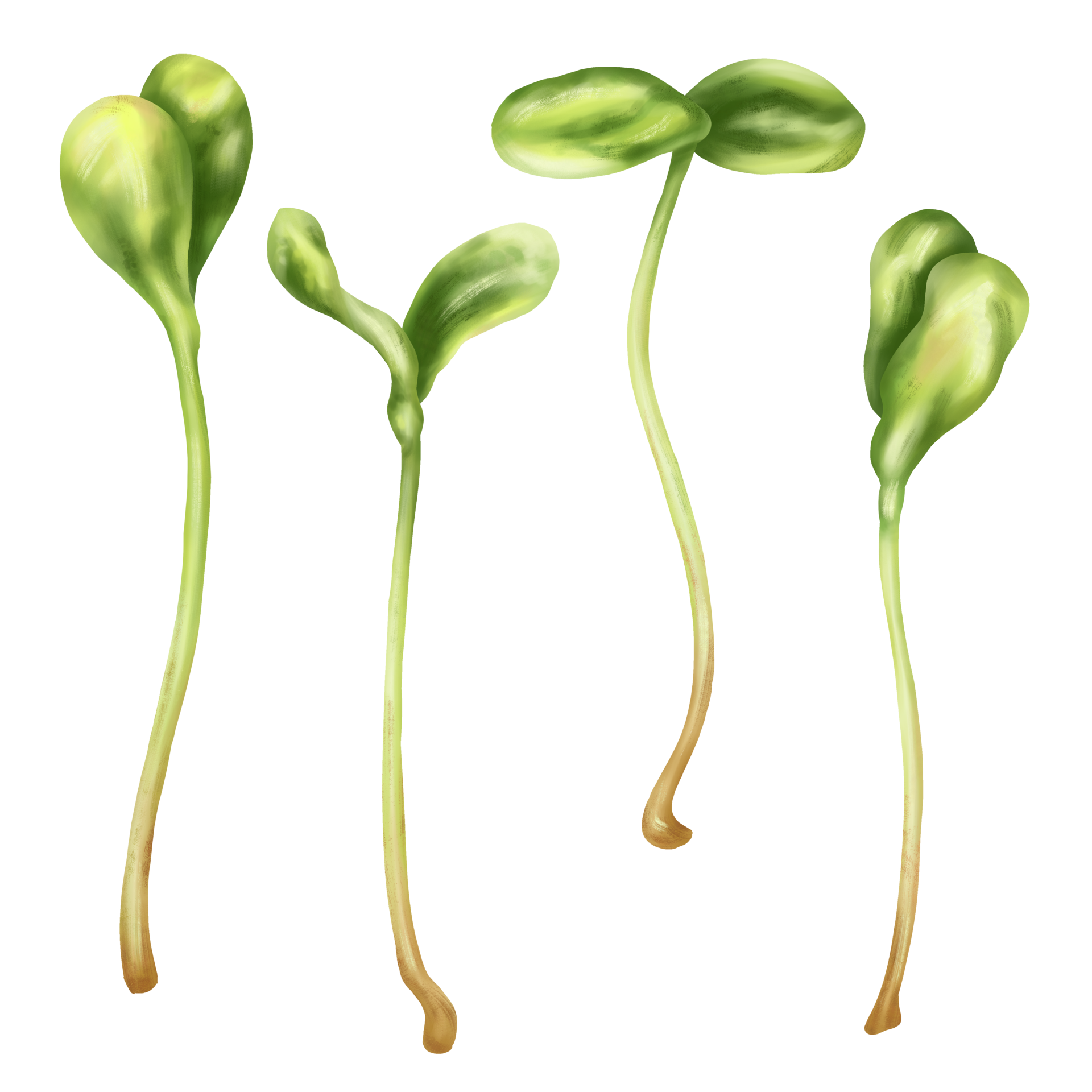 Seedling Clipart Png