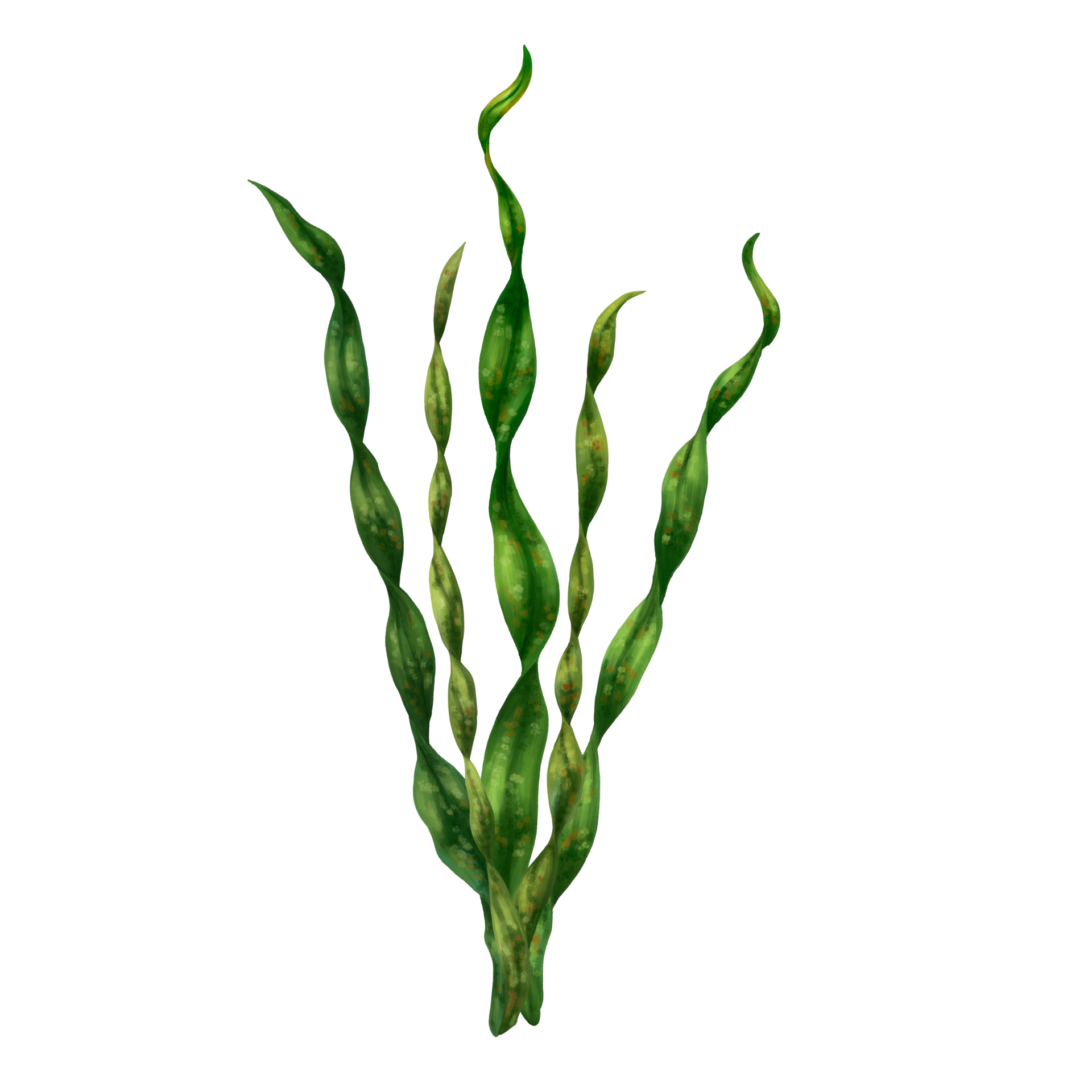 Seaweed of rich green color. Transparent fresh sea plant, highlighted ... Seaweed of rich green color. Transparent fresh sea plant, highlighted ...