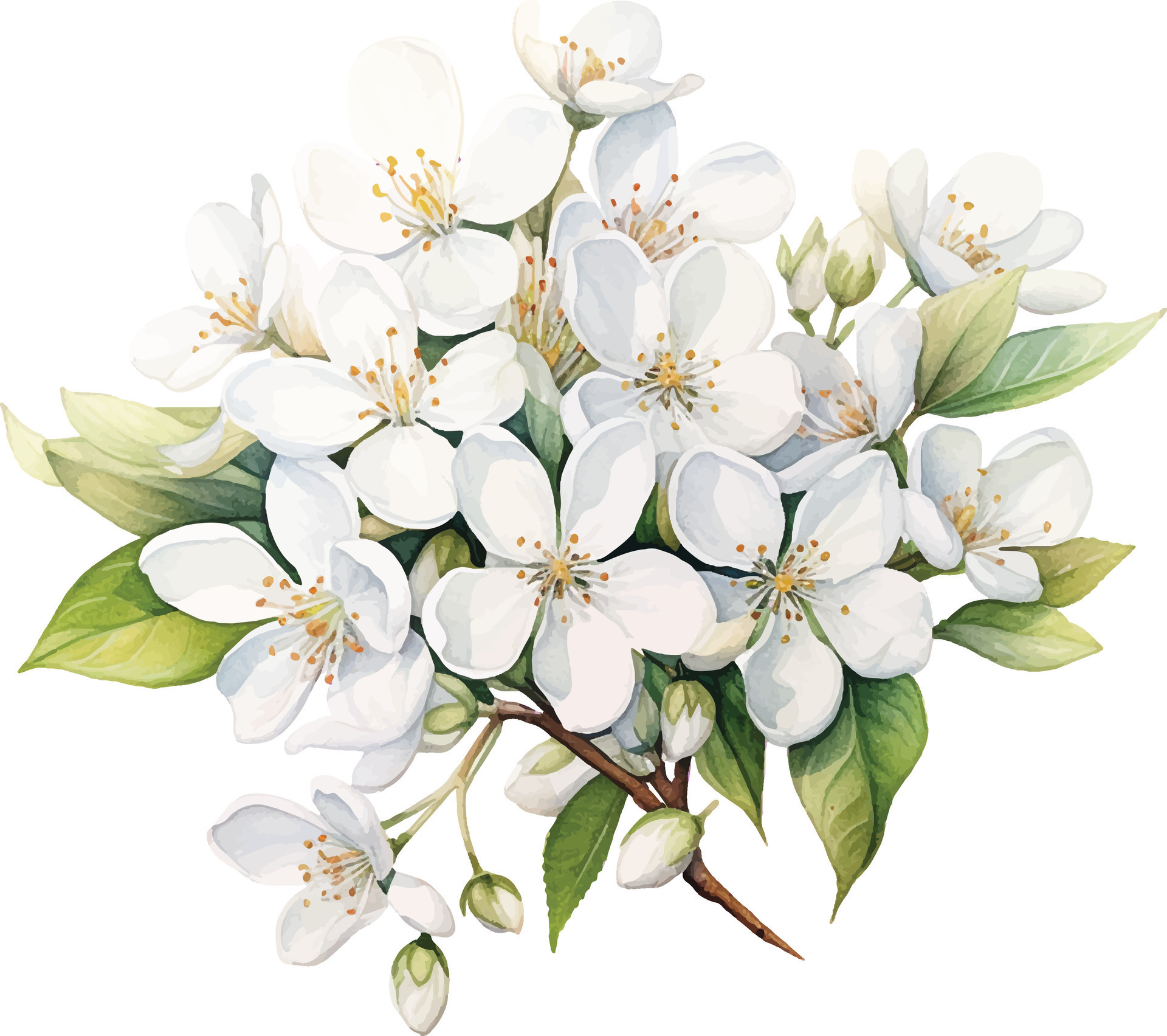 Watercolor Drawing White Jasmine Flowers Illustration In Realism