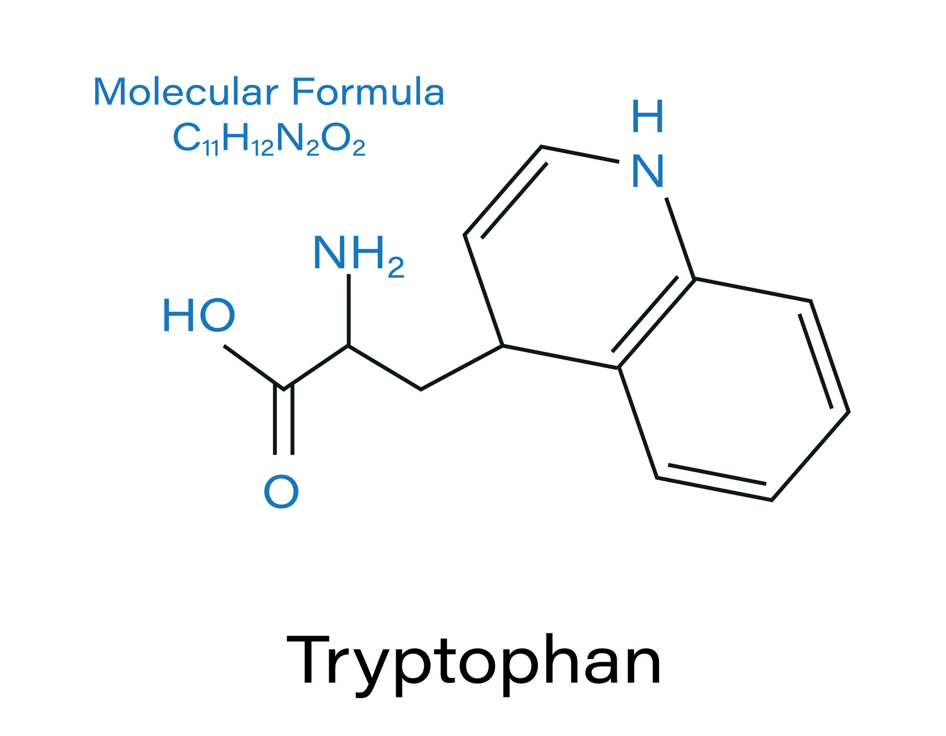triptófano bioquímica estructural, nutricional, metabólico molécula esquelético fórmula. vector ...