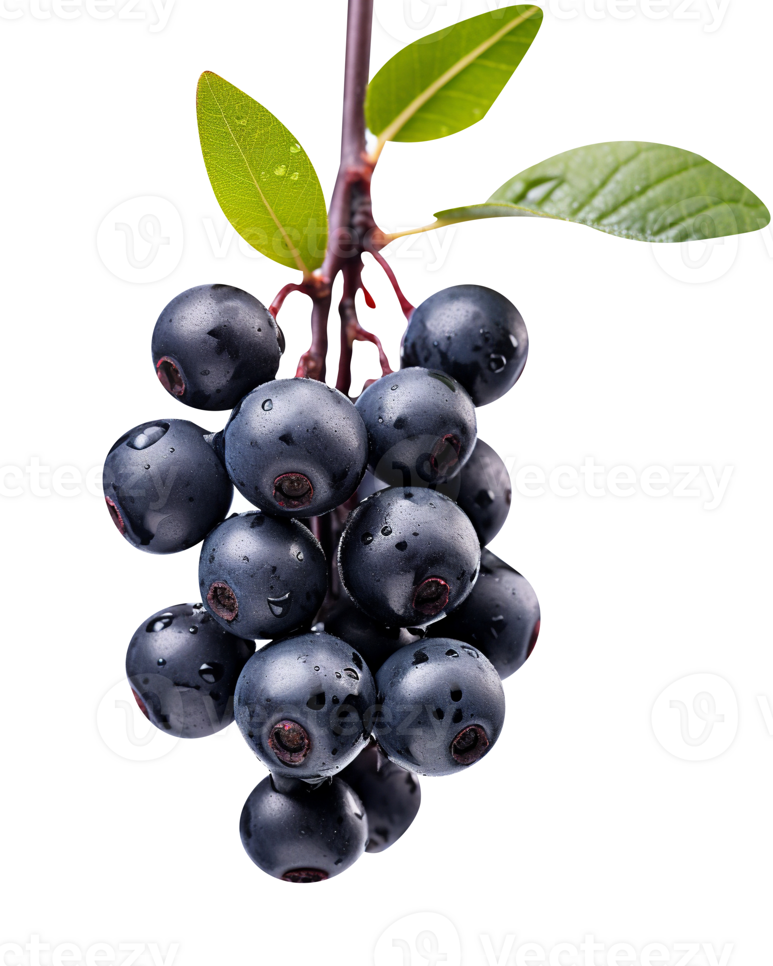 Fresh aronia berries isolated on transparent background 27143648 PNG