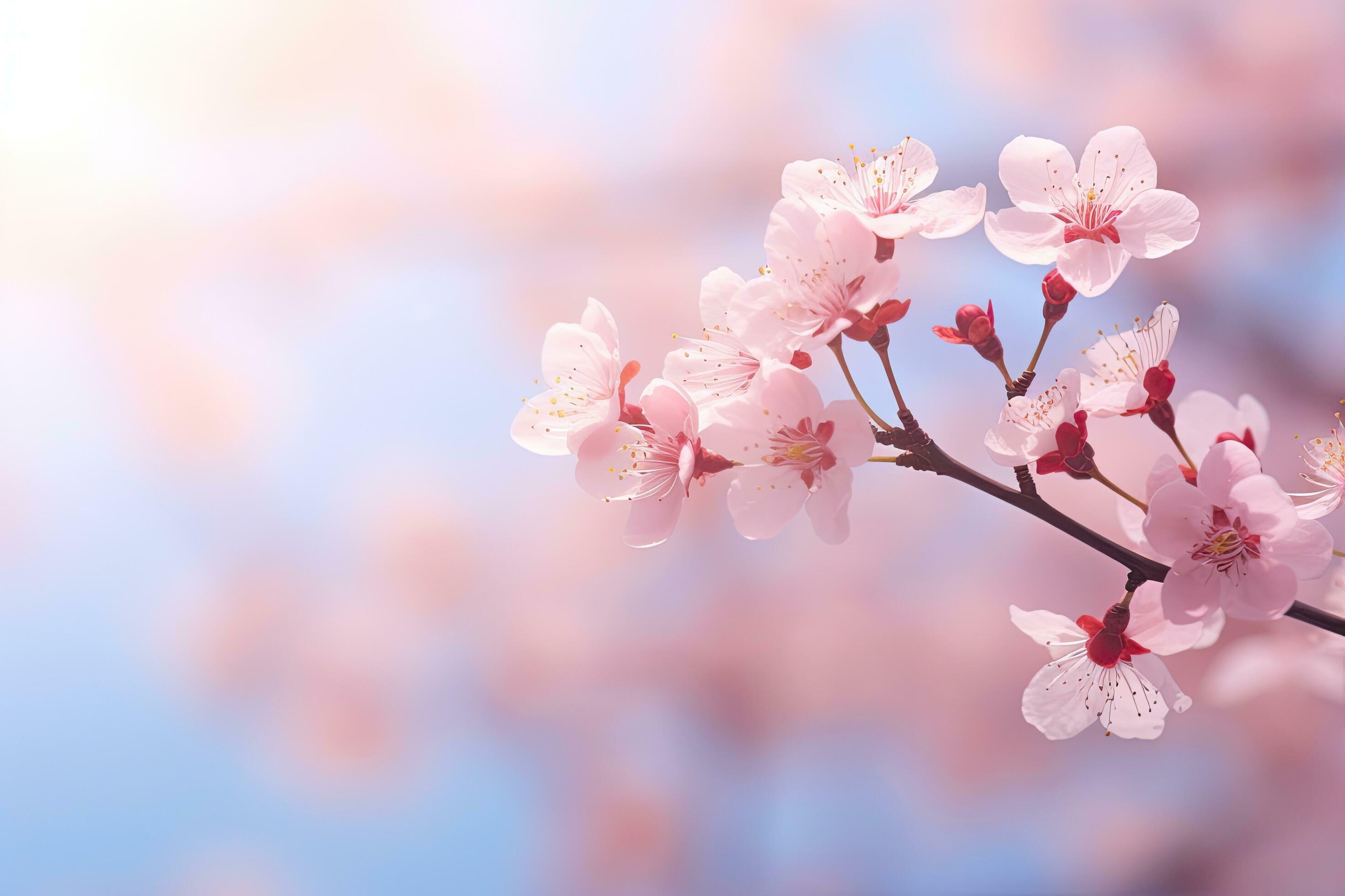 Cherry blossom in spring time. Pink sakura flowers. Beautiful cherry ...