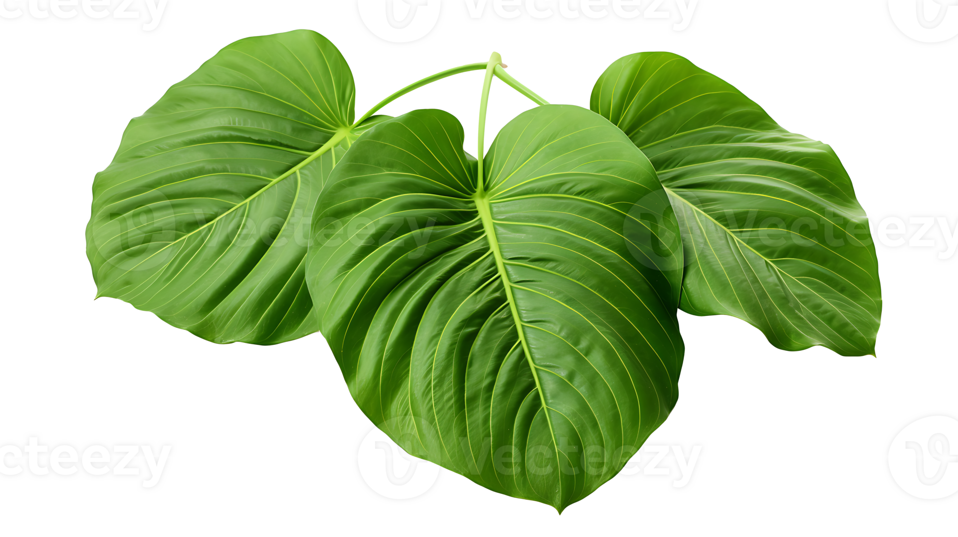 Fresh organic green leaf transparent png background AI Generated 27173204 PNG