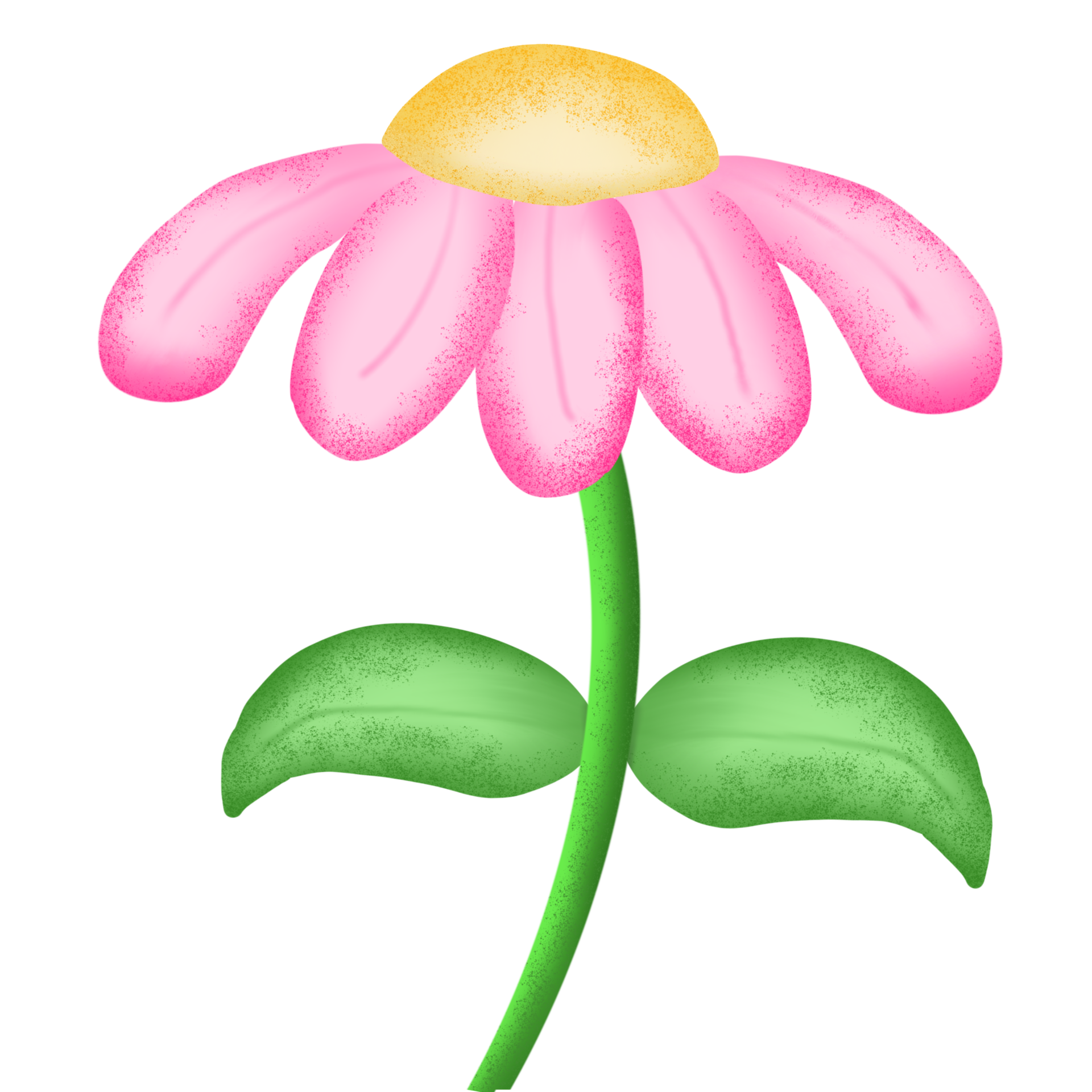 Pink daisy flower 27180317 PNG