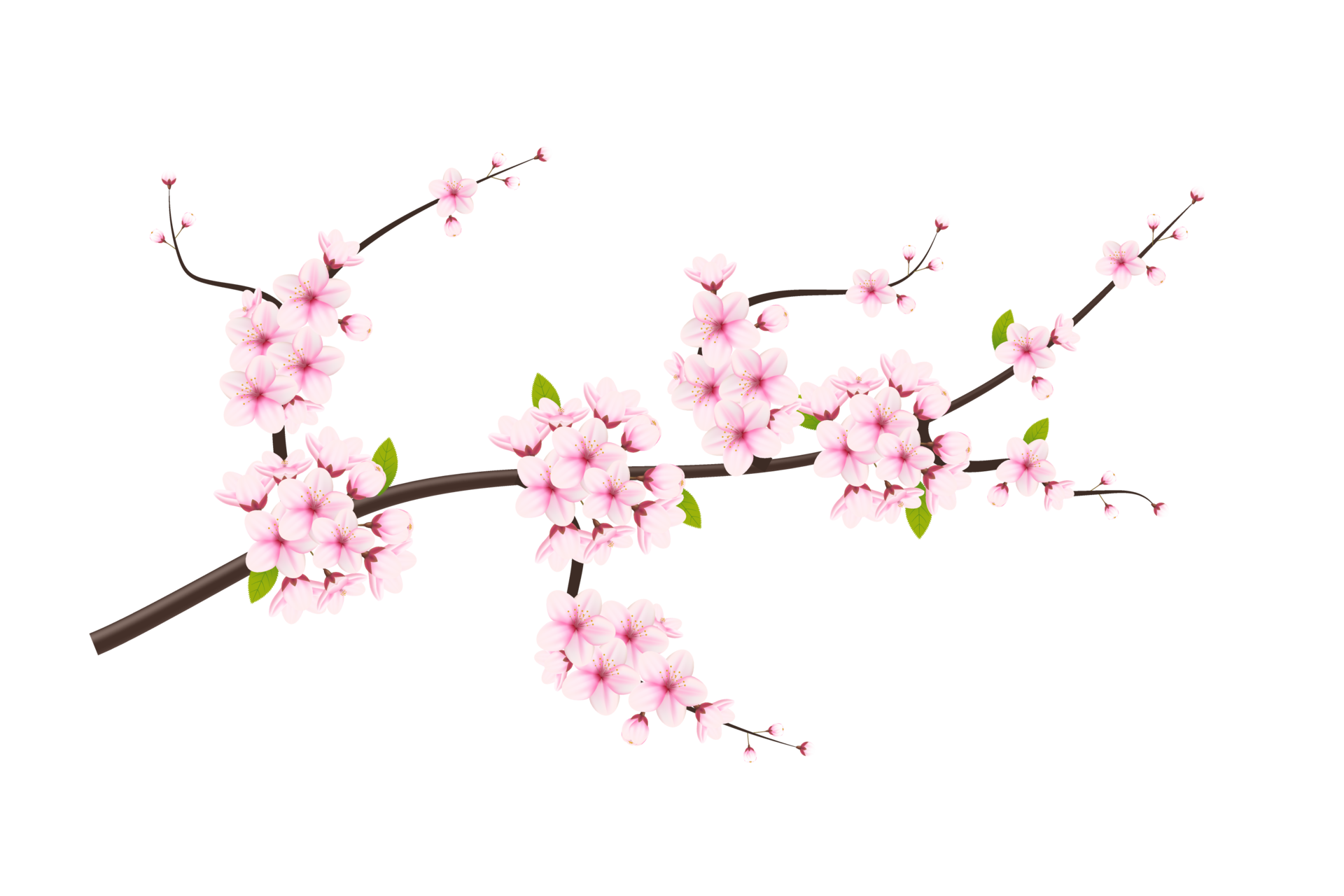 Cherry Blossom Branch With Sakura Flower Cherry Blossom Cherry Bud Pink Sakura Flower