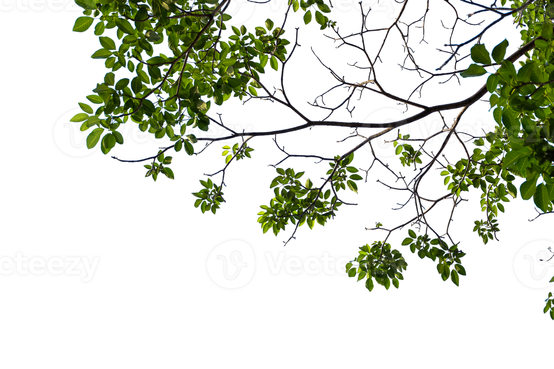 tree branches on a transparent background 27192492 PNG