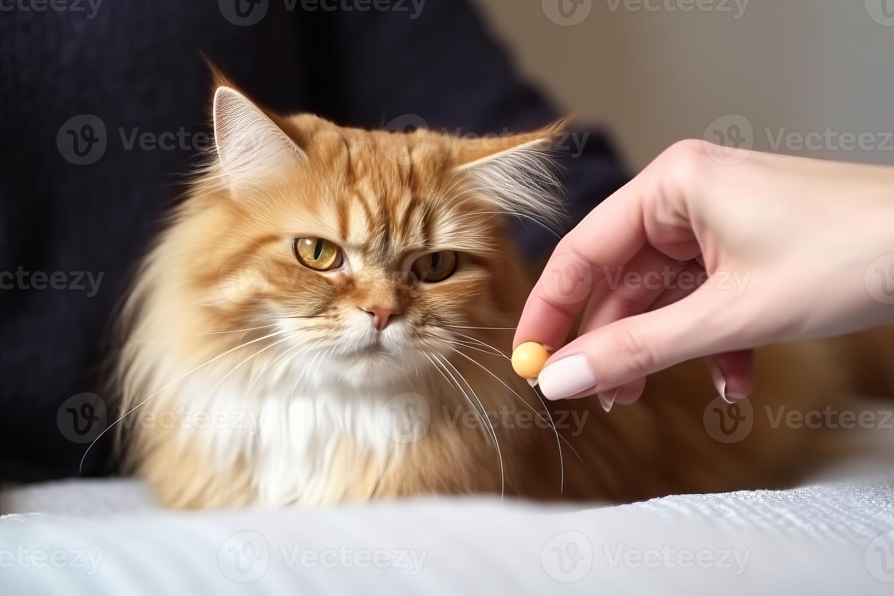 Cat sad pill. Generate Ai 27229931 Stock Photo at Vecteezy Cat sad pill. Generate Ai 27229931 Stock Photo at Vecteezy