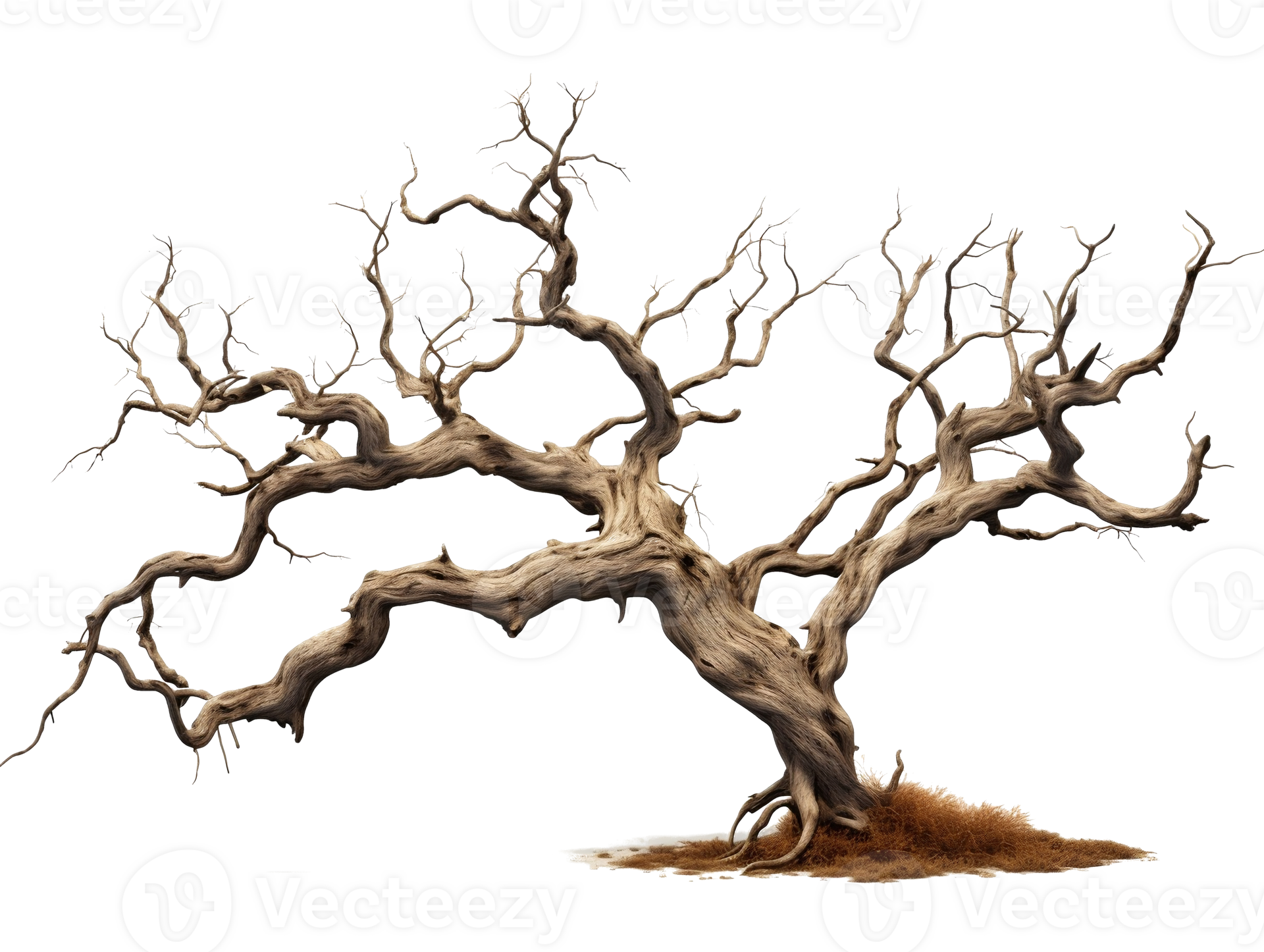 dead tree on transparent background 27245574 PNG