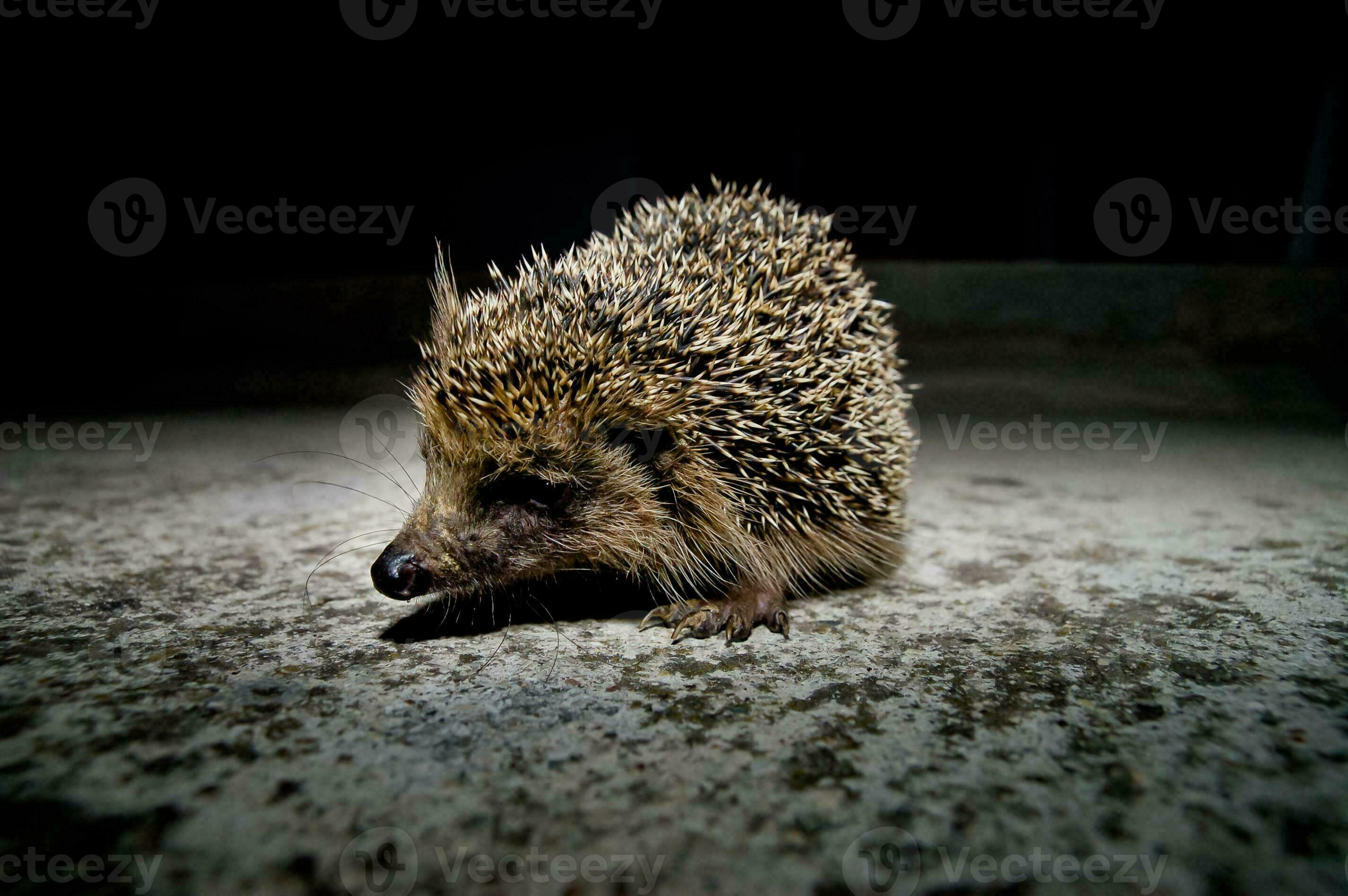 a hedgehog is walking on the ground at night 27246233 Stock Photo at Vecteezy