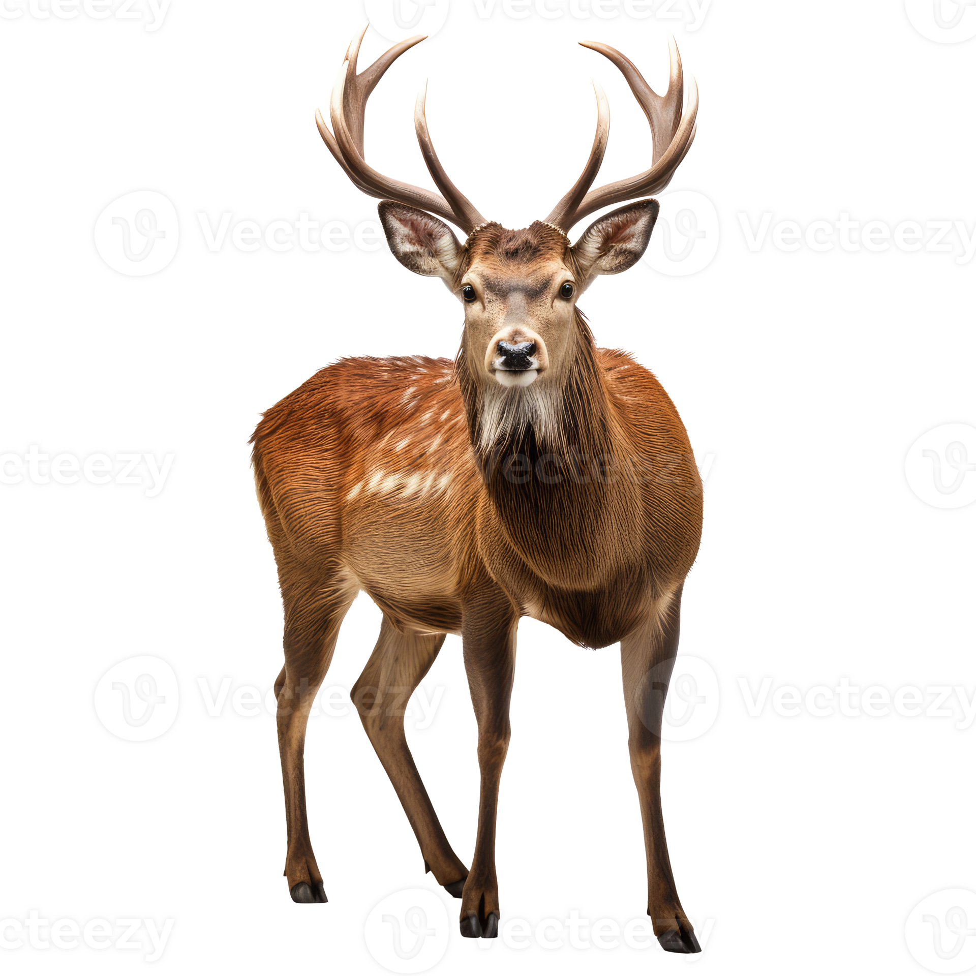 Deer isolated on transparent background . AI Generated 27246655 PNG