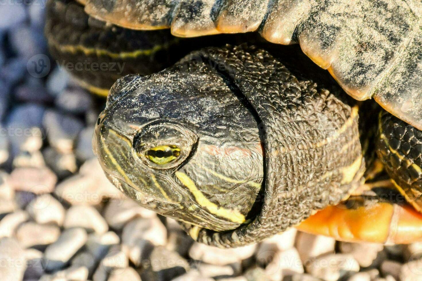 a close up of a turtle with its head sticking out 27247373 Stock Photo ...