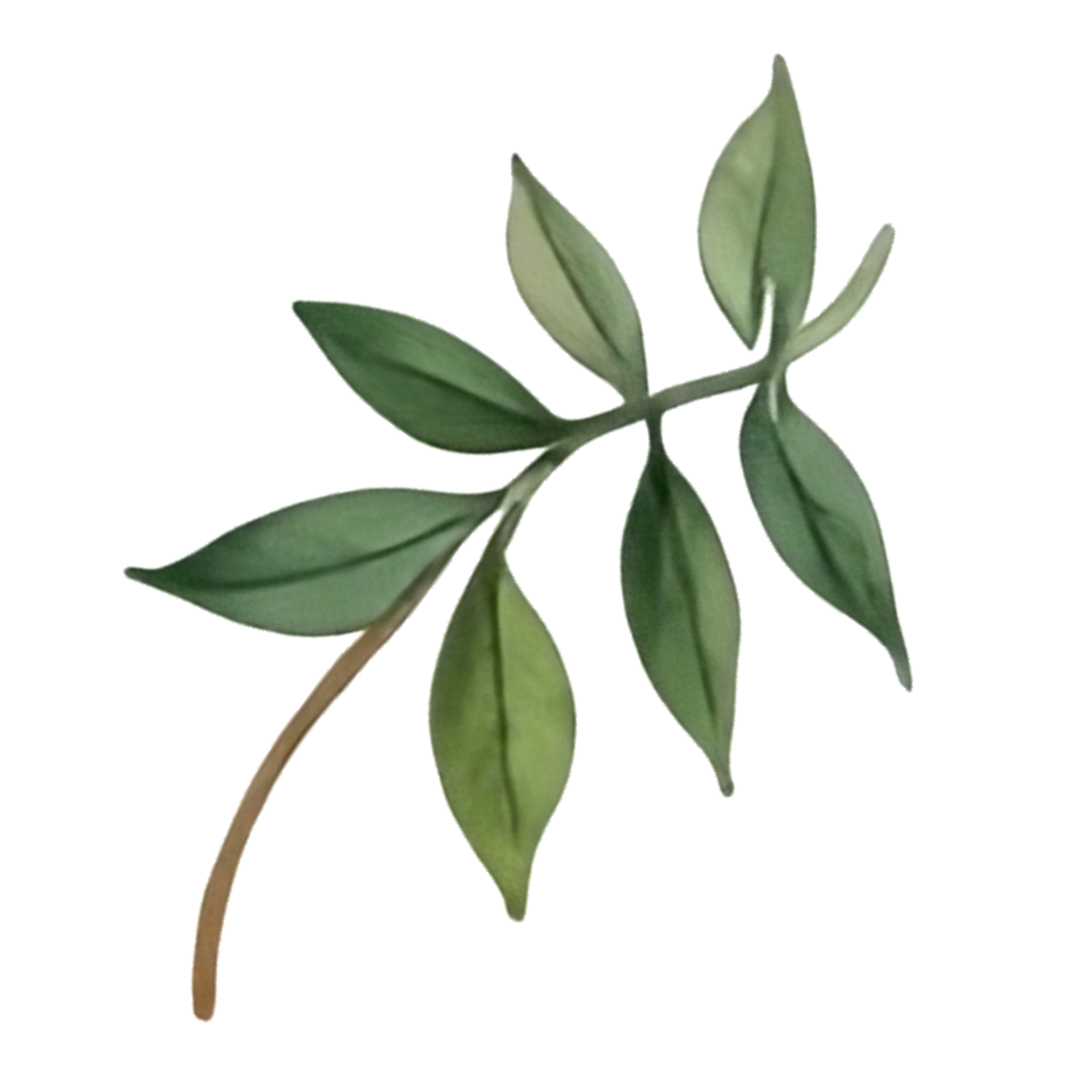 Watercolor Leaf Painting 27289905 PNG watercolor-leaf-painting-27289905-png