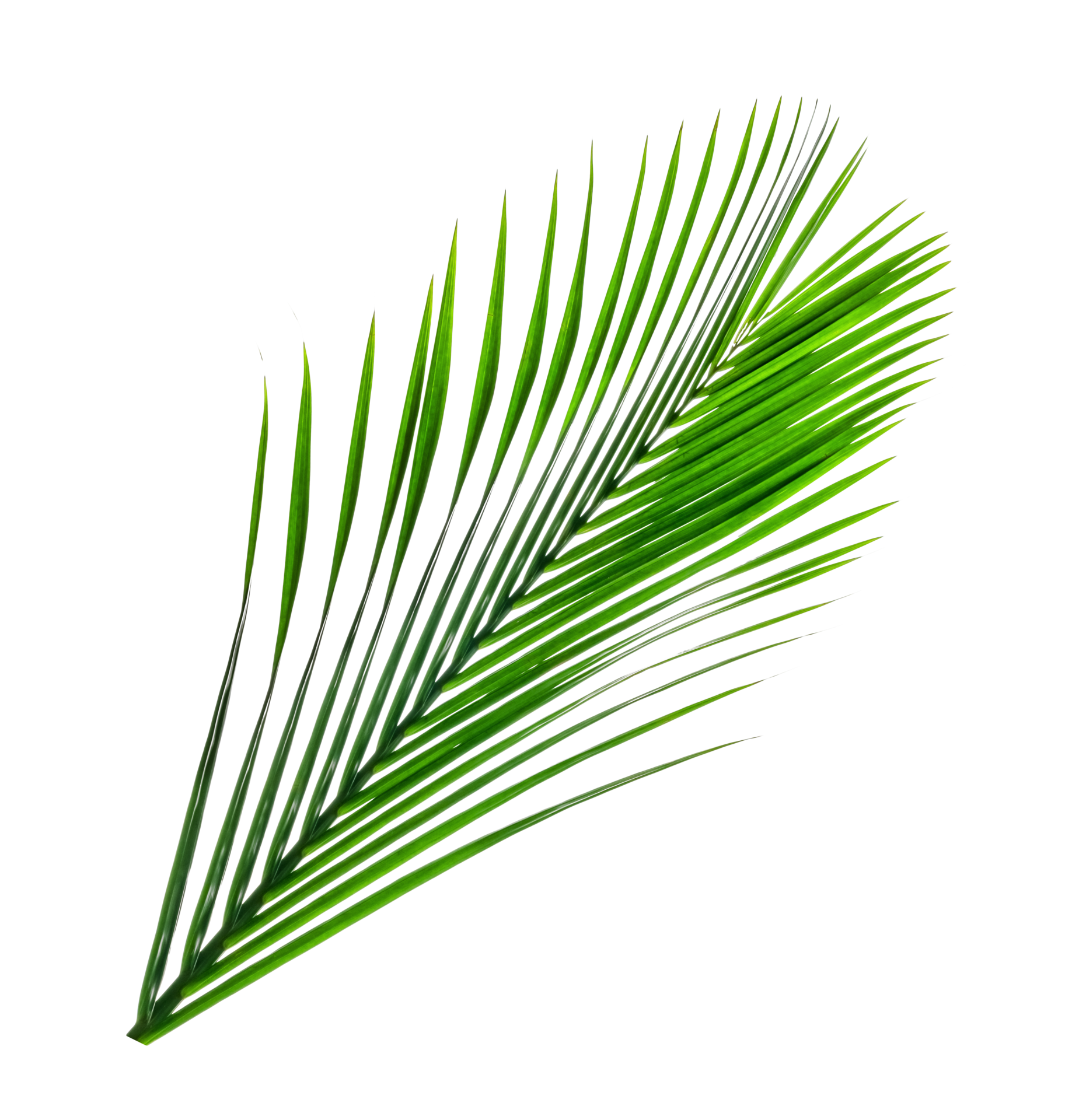 Green Leaves Pattern Leaf Palm Tree Isolated 27293722 Png