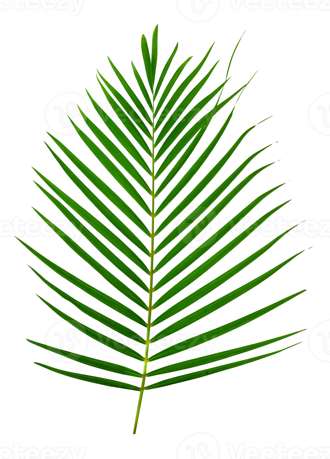 Green Leaves Pattern Leaf Palm Tree Isolated 27293741 Png