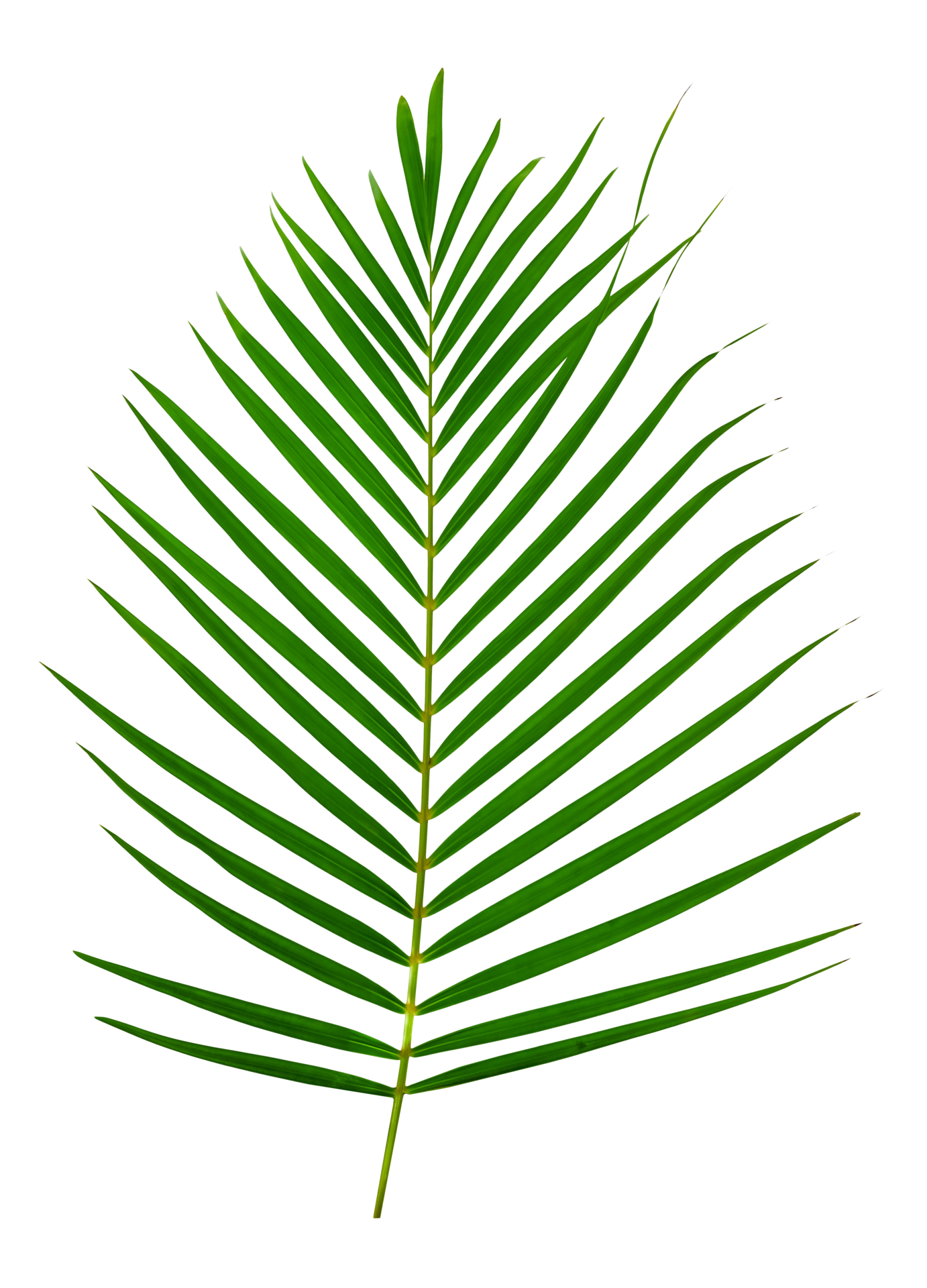 Green Leaves Pattern Leaf Palm Tree Isolated 27293741 Png
