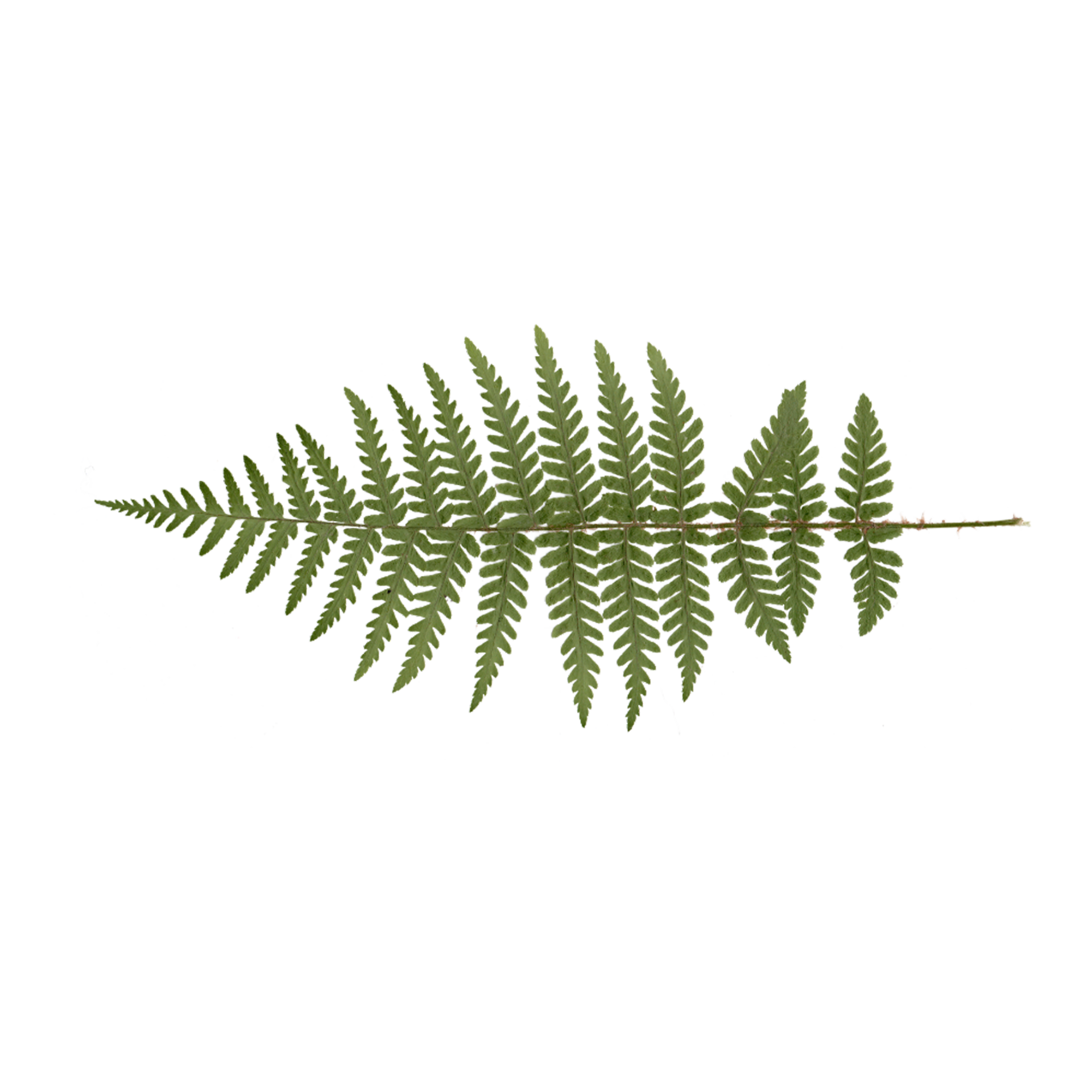 Fern Leaf Transparent,Fern Tree AI Generative 27295128 PNG Fern Leaf Transparent,Fern Tree AI Generative 27295128 PNG