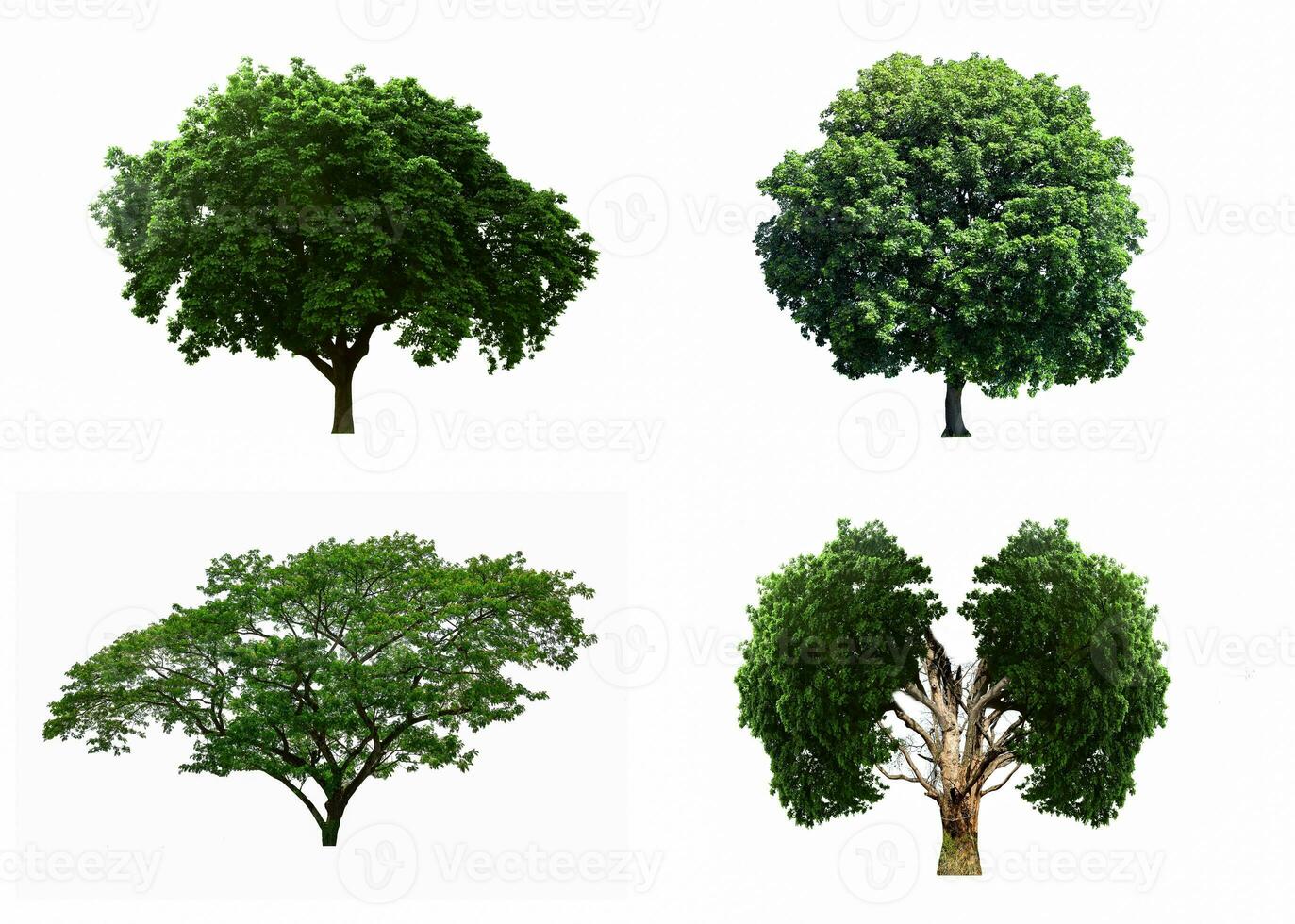 Tree Chart Stock Photos, Images and Backgrounds for Free Download