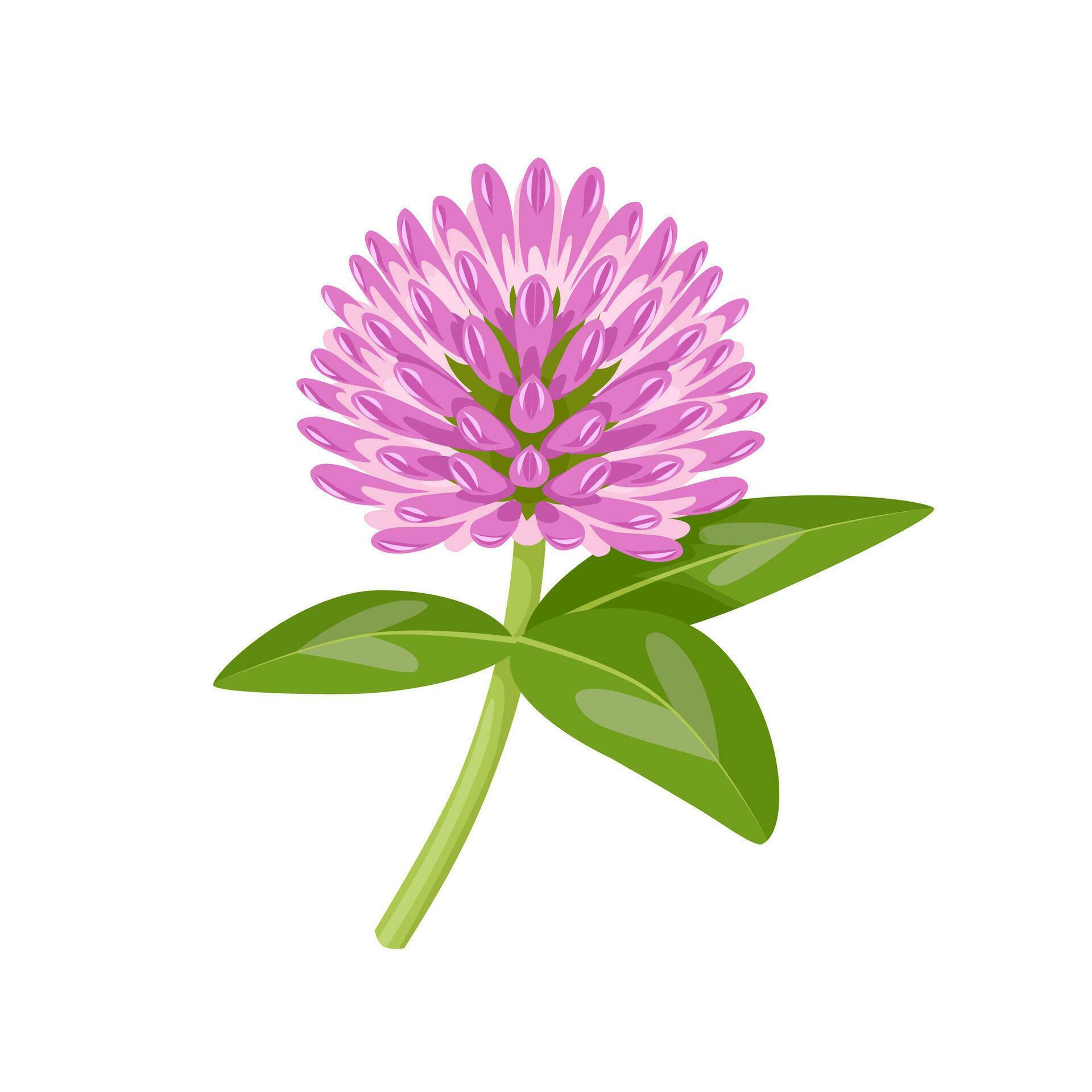 Vector illustration, Trifolium pratense, known as red clover, isolated on white background ...