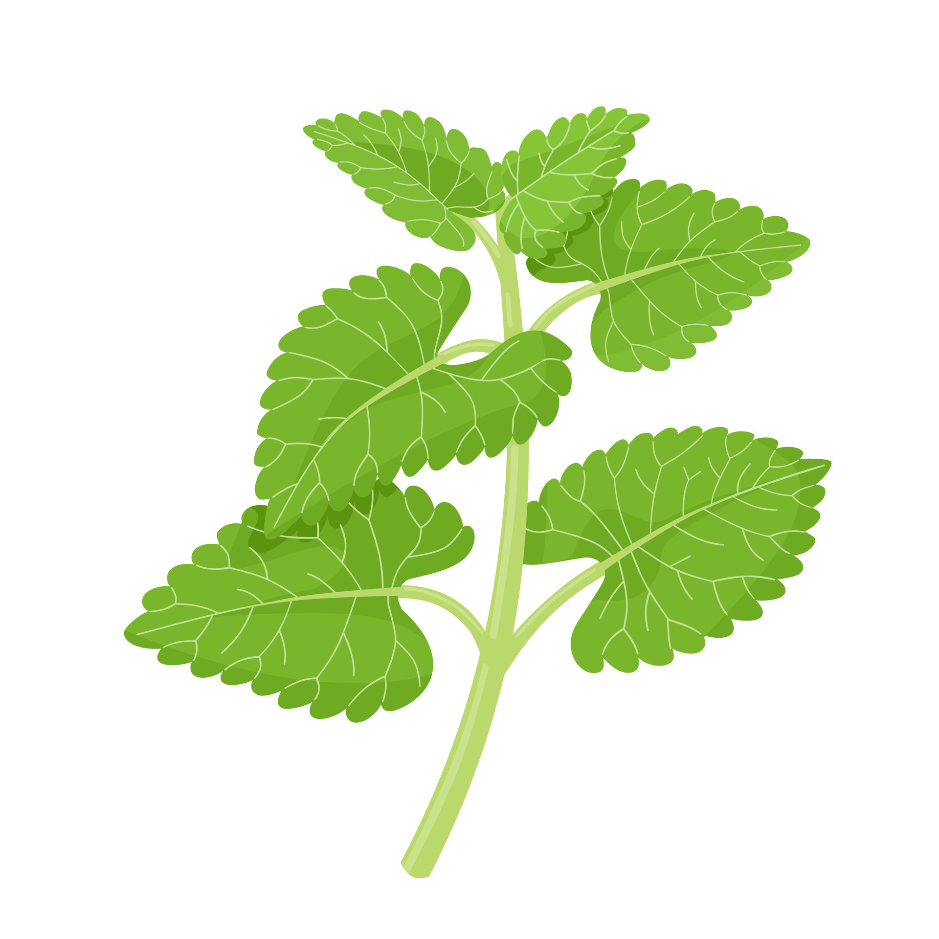 Catnip Plant Drawing