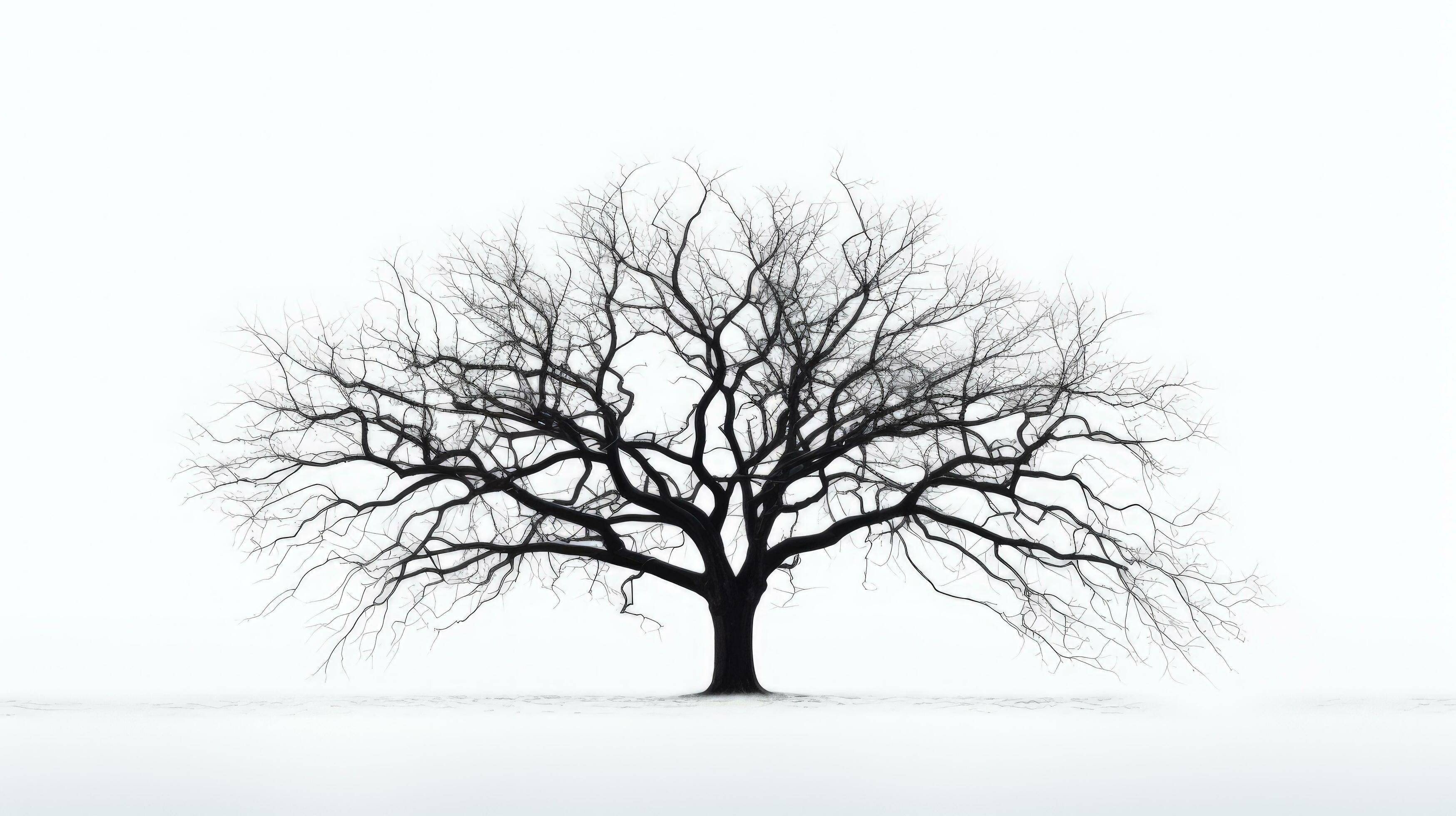 Winter tree without leaves on white background. silhouette concept 27381870 Stock Photo at Vecteezy