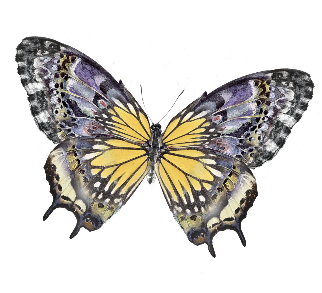 Linda Aquarela Borboleta 27388065 Png
