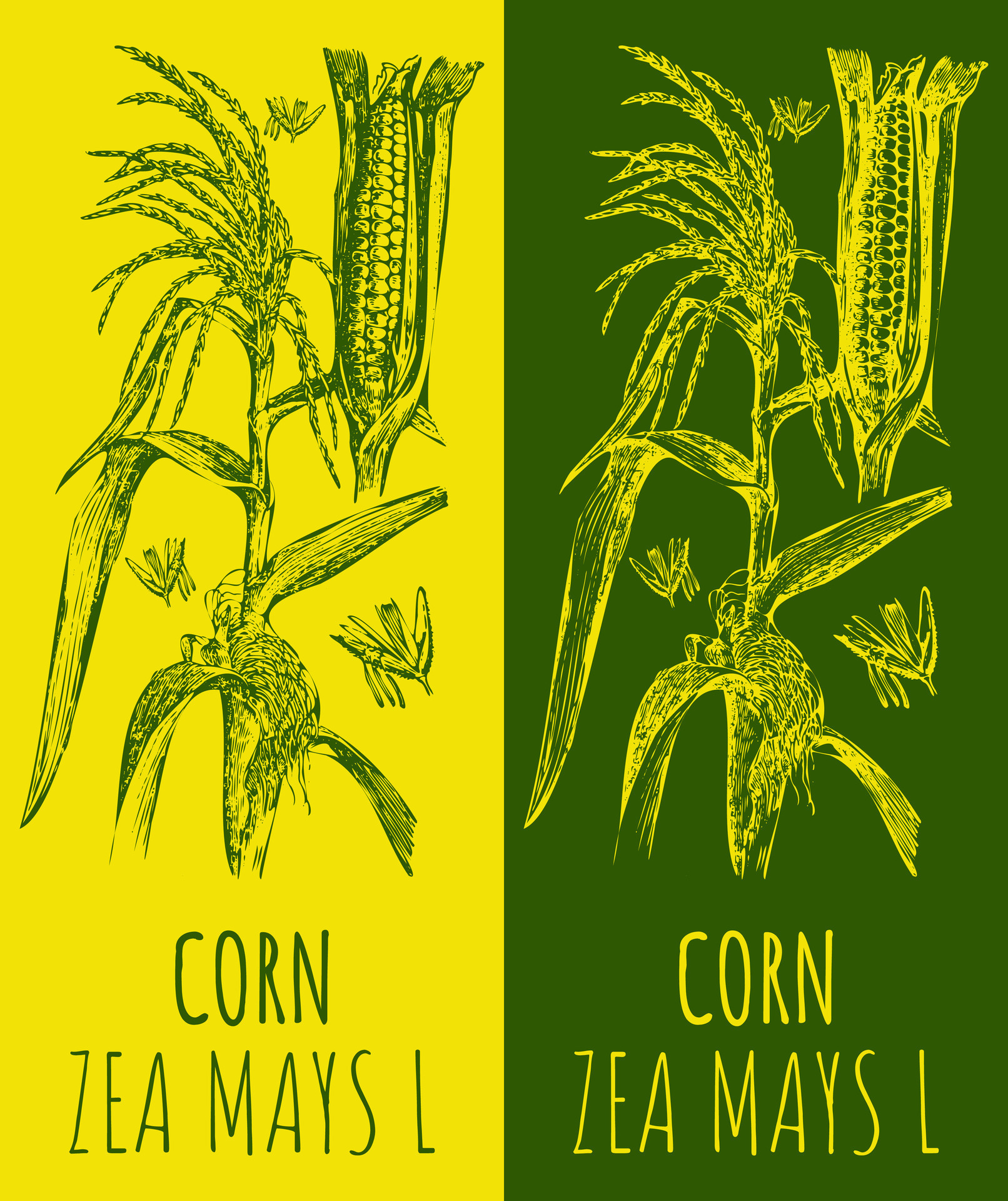 vector dibujo maíz. mano dibujado ilustración. el latín nombre es Zea mays yo 27458929 Vector en ...