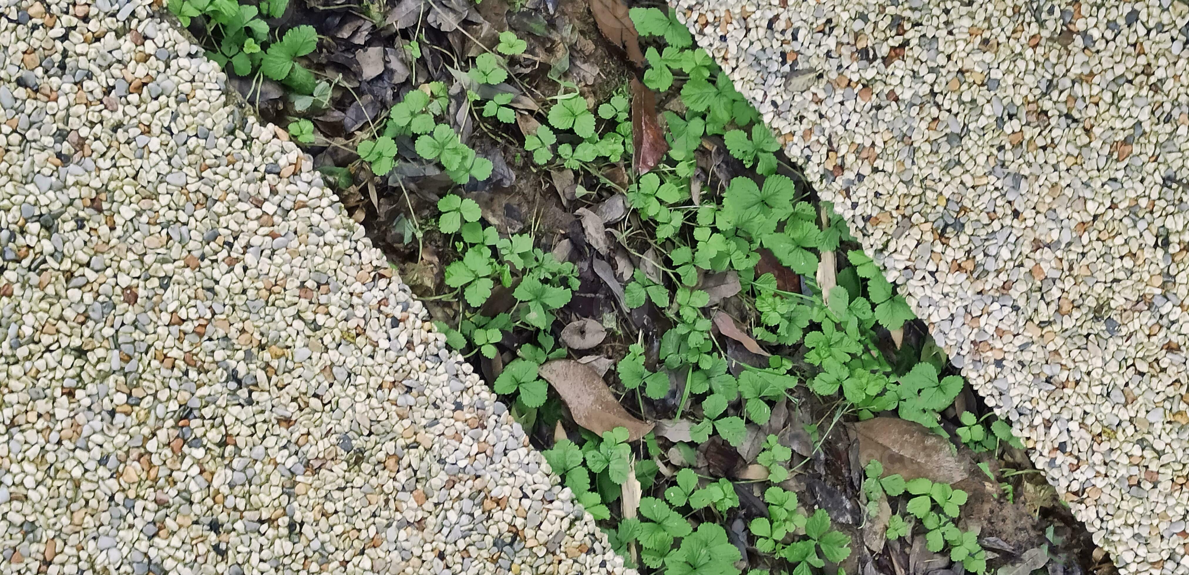 The Path Is The Texture Of Stone And Grass Close Up Background Image Straight Line Of Stone